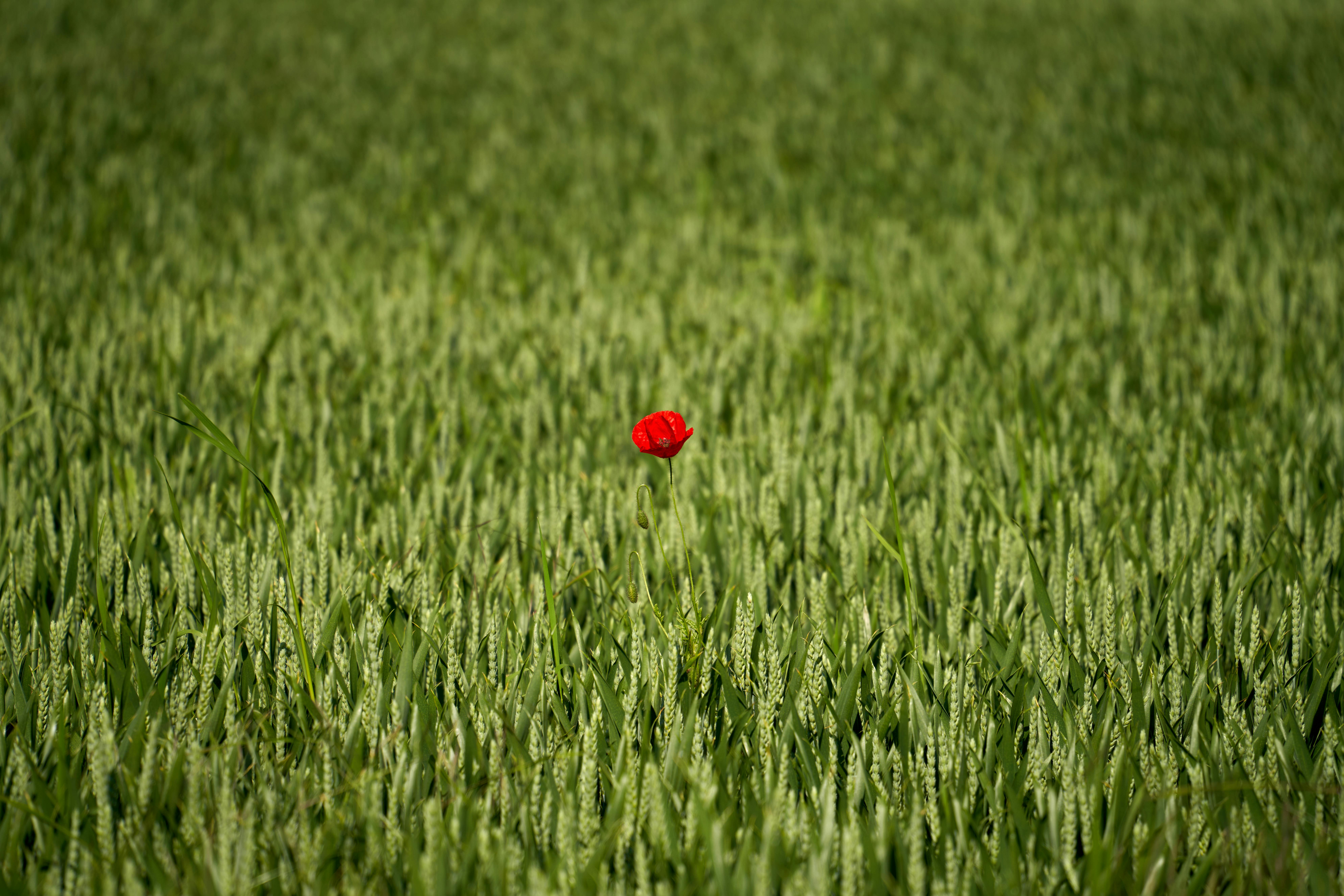 Single Poppy in Wheat Field · Free Stock Photo
