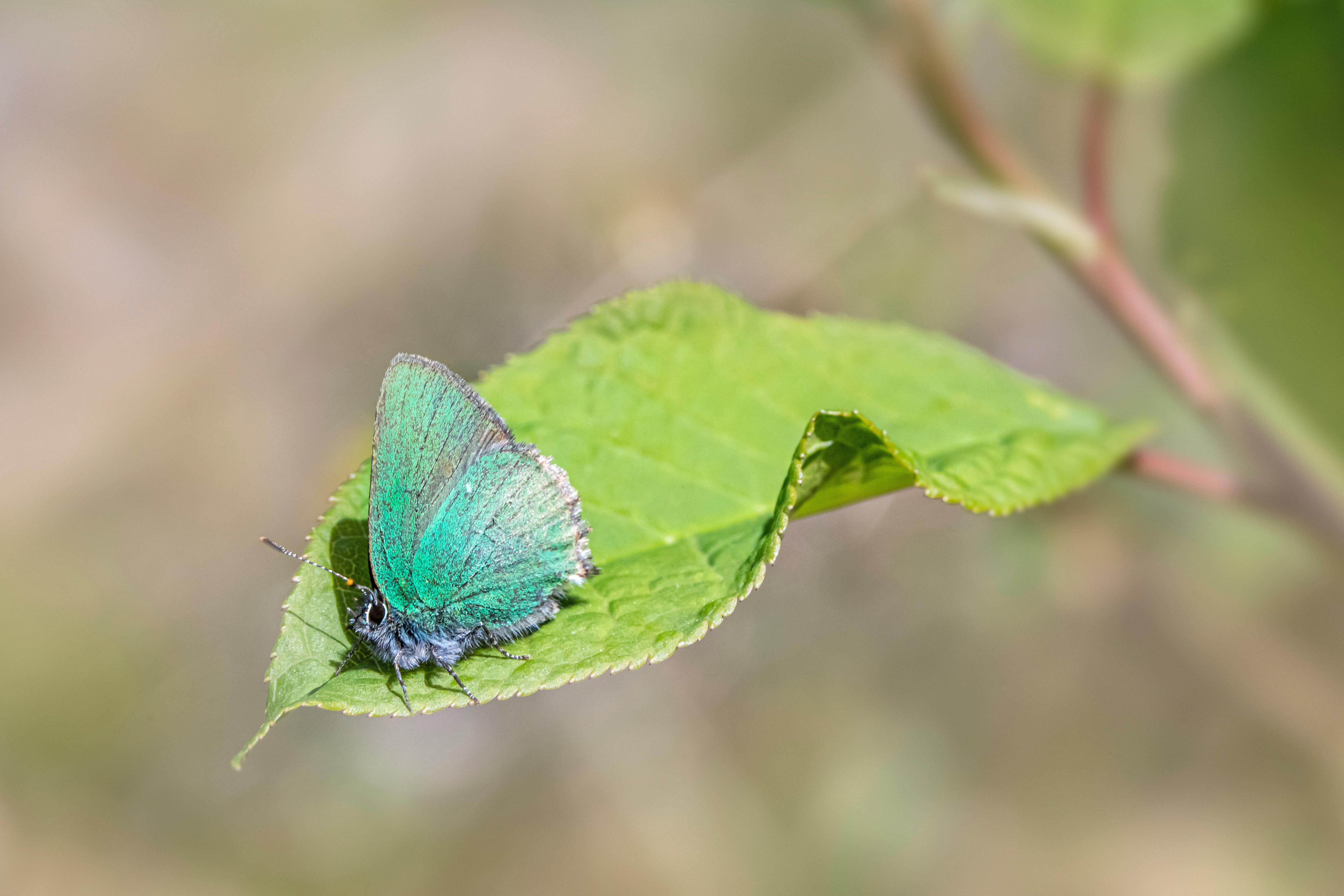 Green Butterflies on Leaf · Free Stock Photo