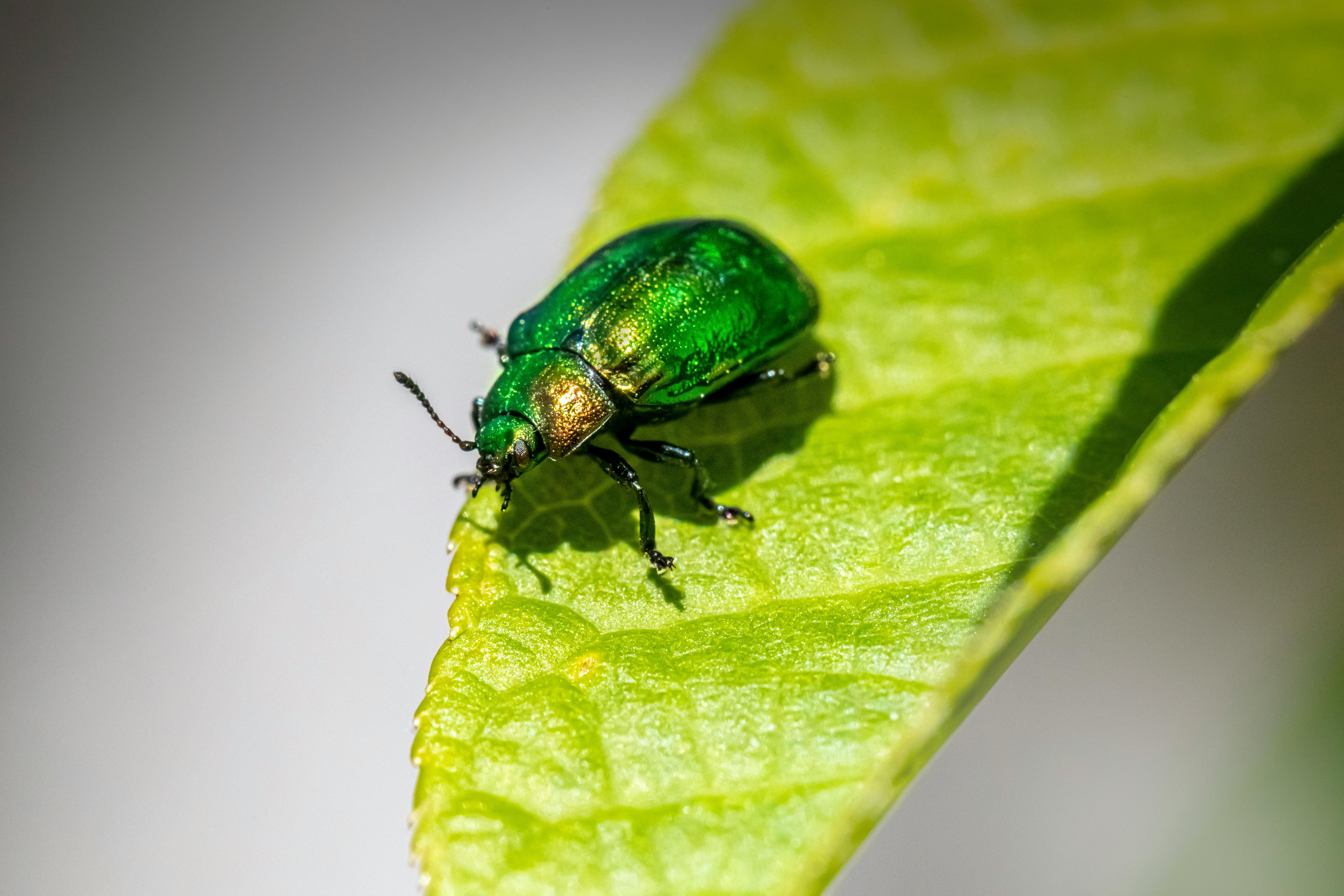 Foto de stock gratuita sobre al aire libre, animalito, beetle ...
