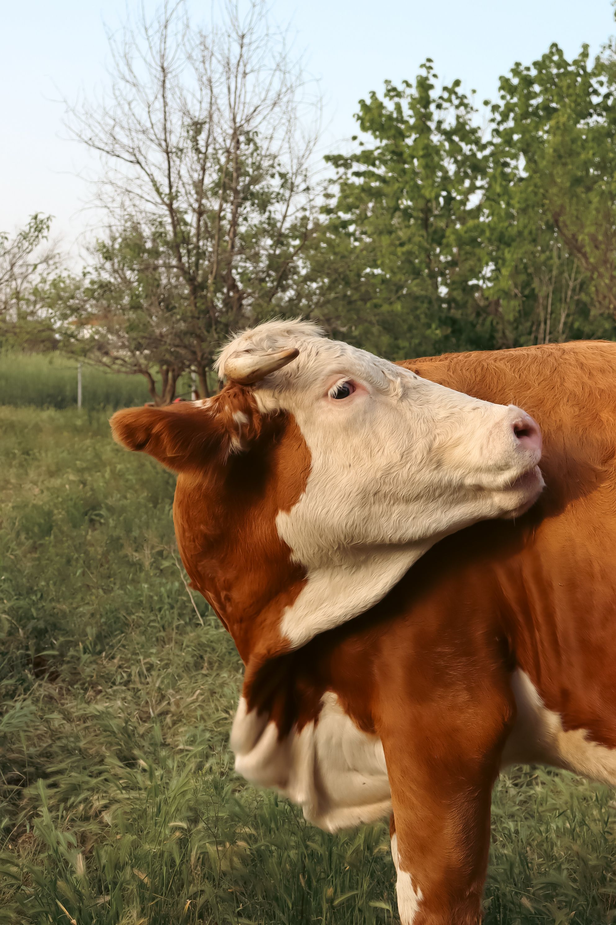 Photo of a Cow Running on a Train Track · Free Stock Photo