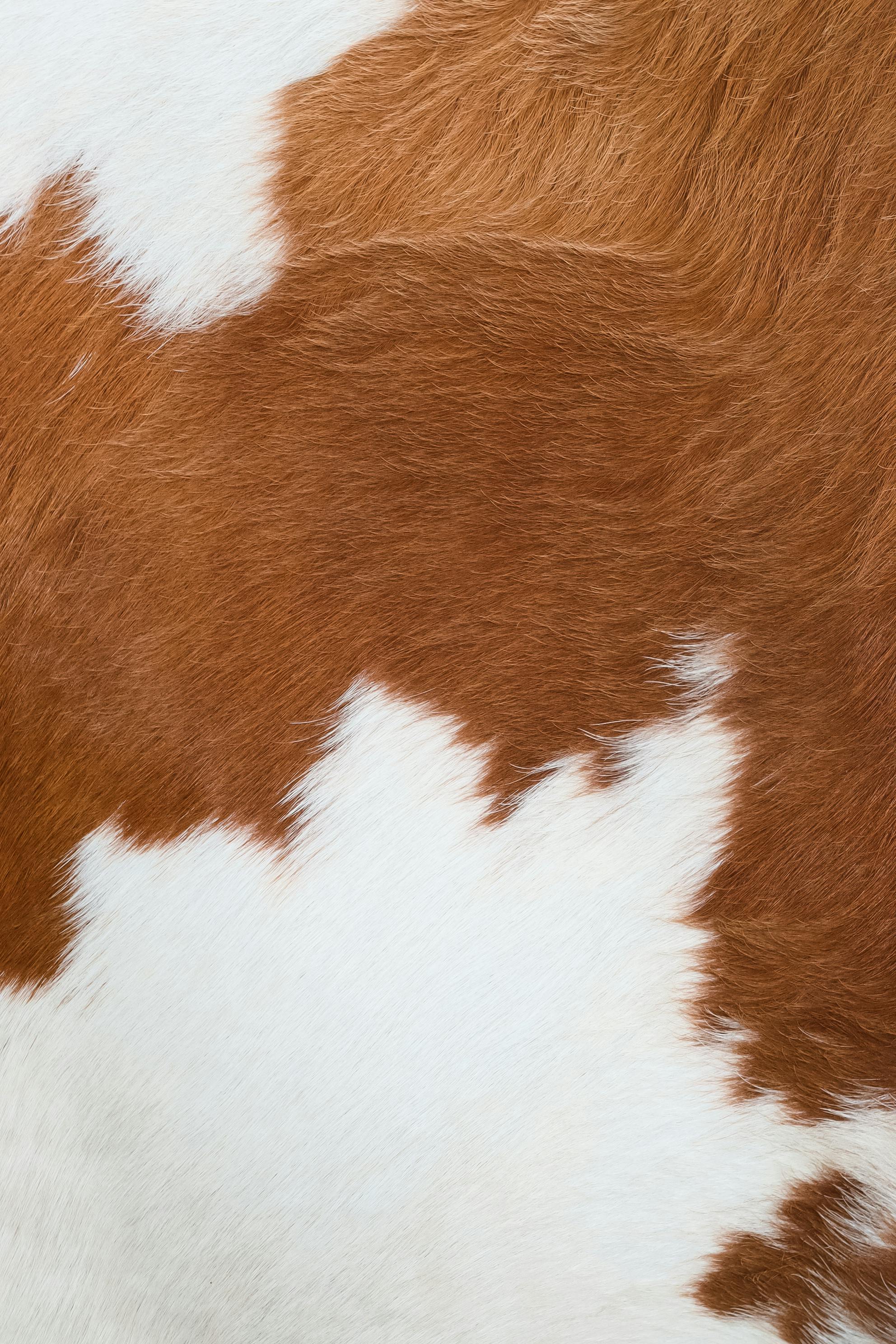 Cow Print Background Photos, Download The BEST Free Cow Print ...