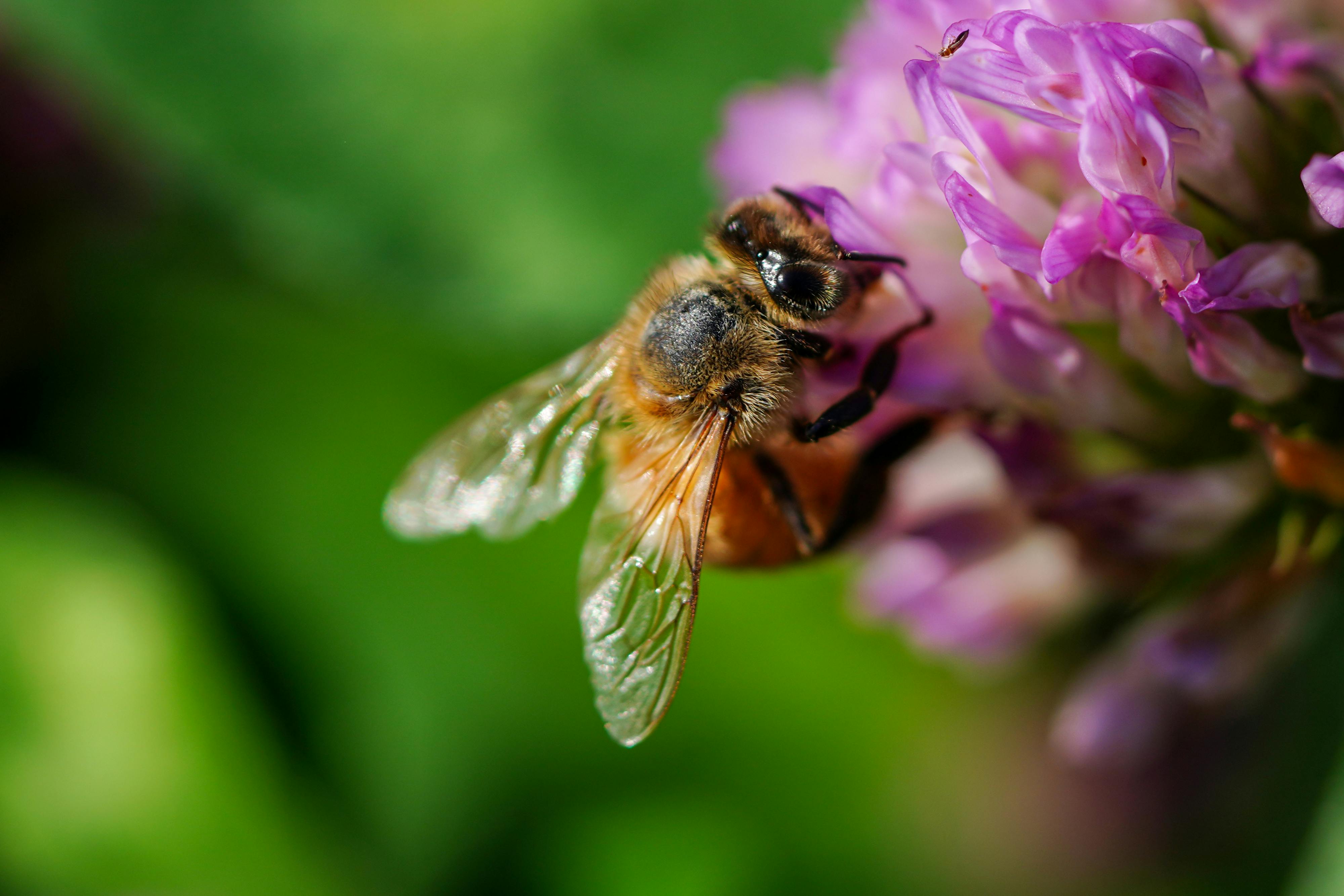 A Bee Pollinating a Flower · Free Stock Photo