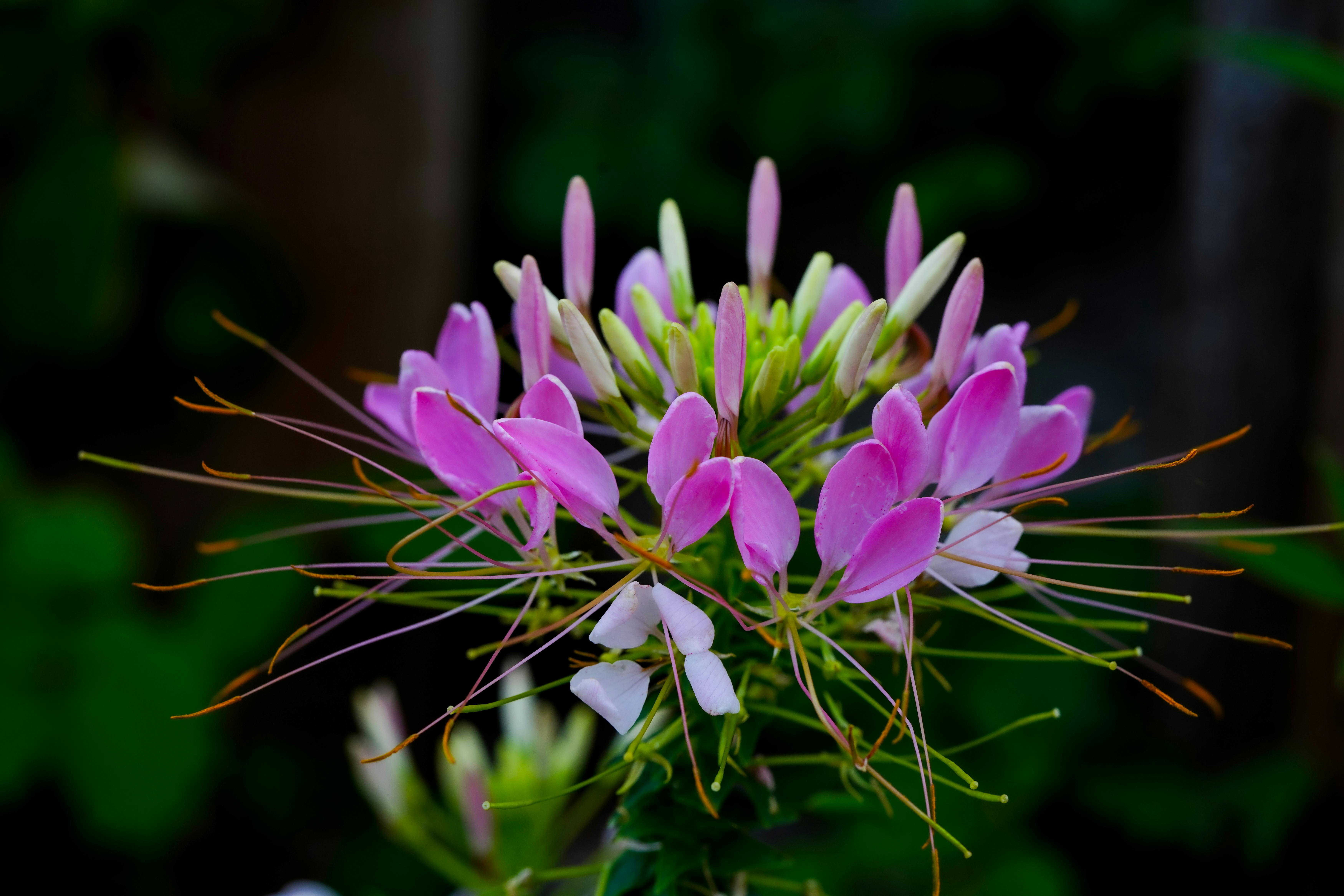 Blooming Spider Flower · Free Stock Photo