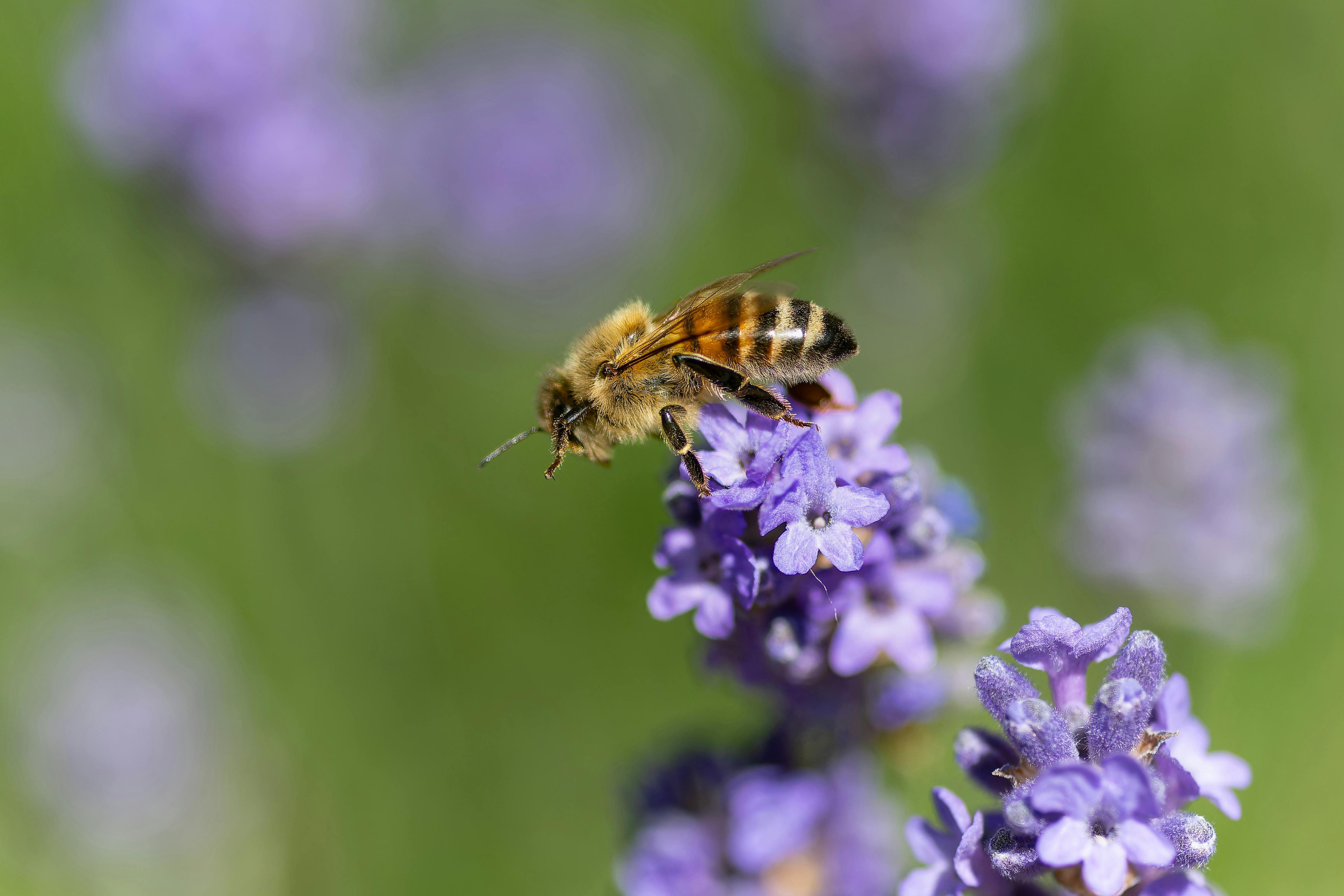 Close-up Photo of Bee in Flower · Free Stock Photo
