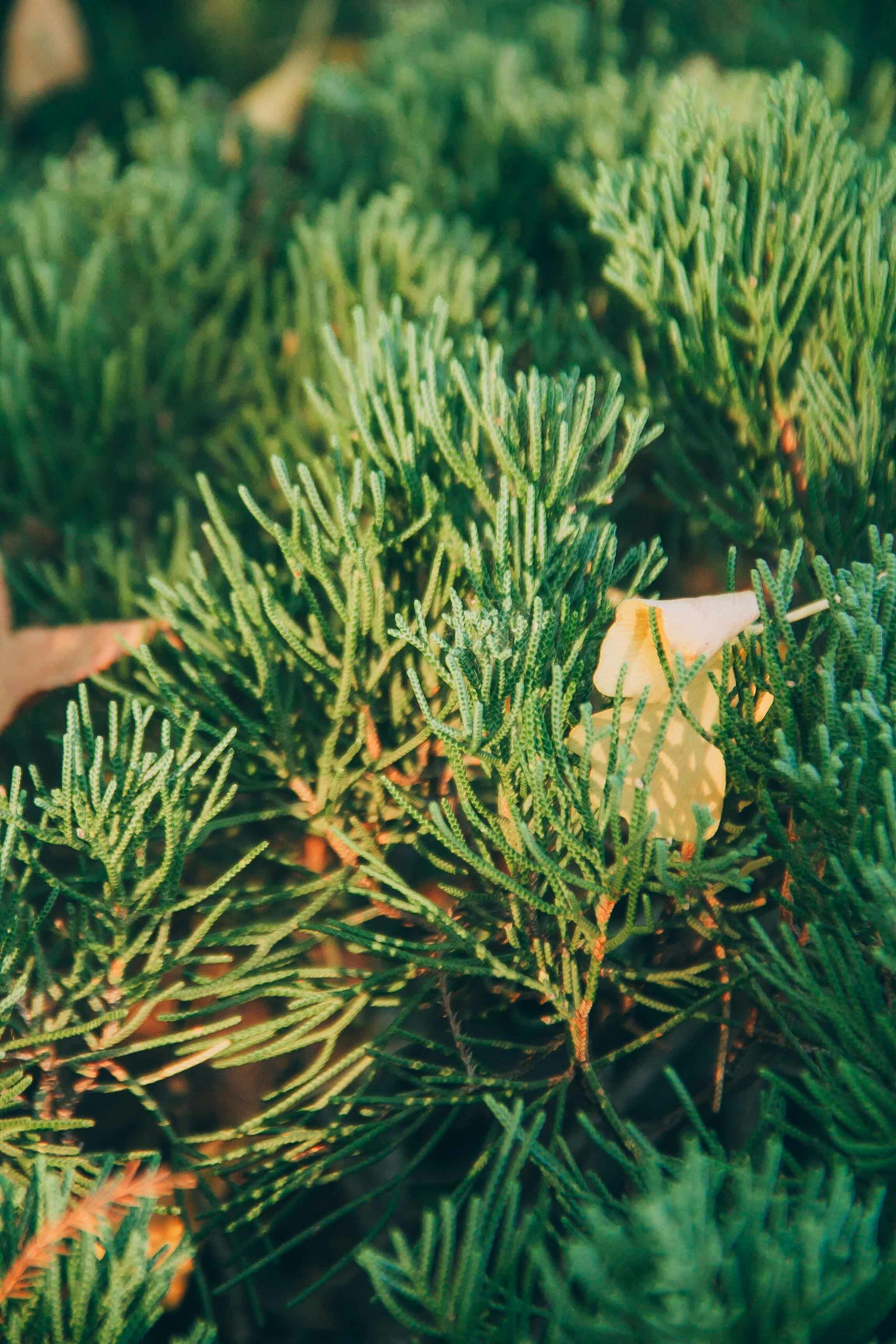 Close-up of a Conifer · Free Stock Photo