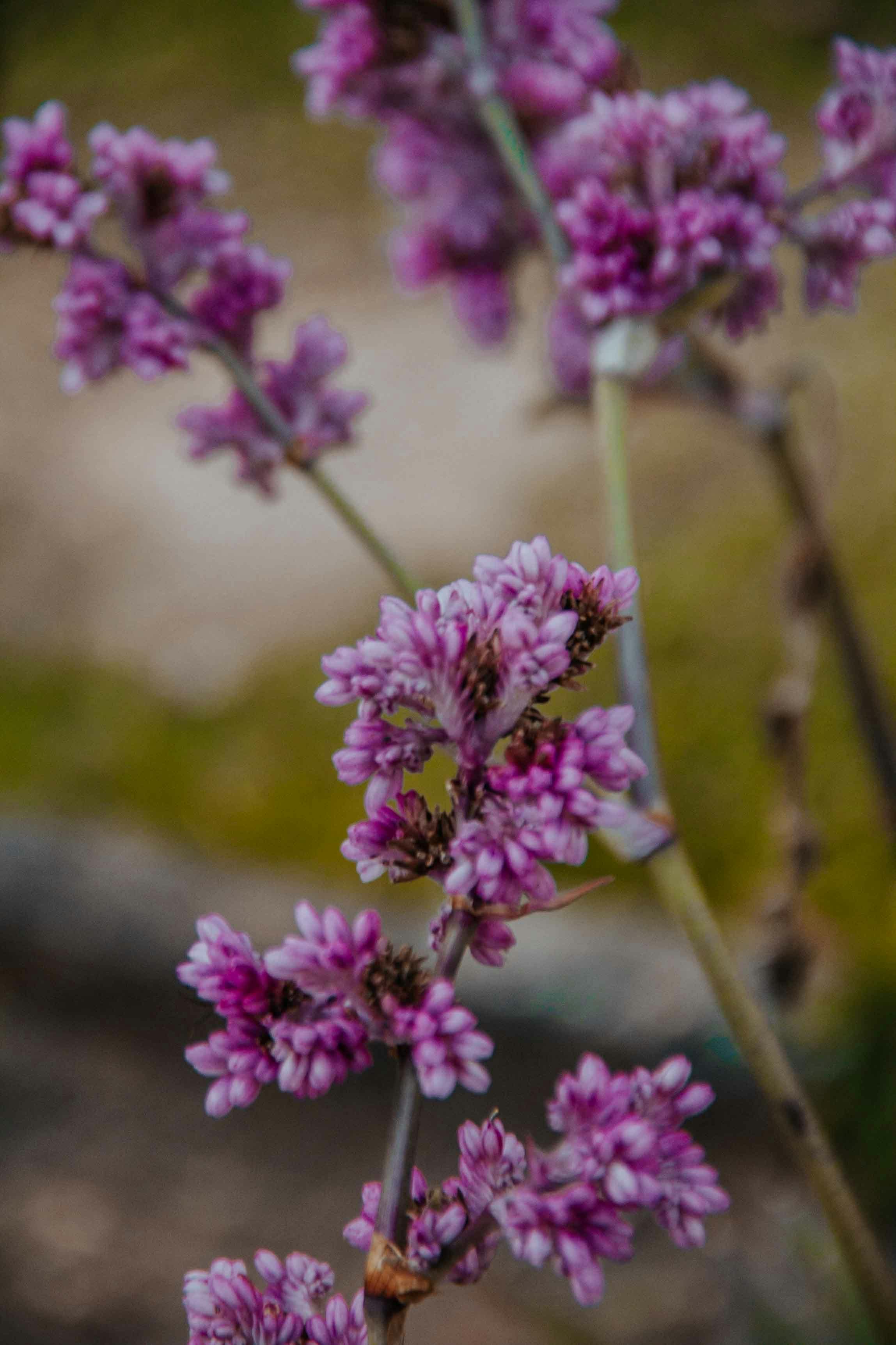 Purple Jk Photos, Download The BEST Free Purple Jk Stock Photos & HD Images