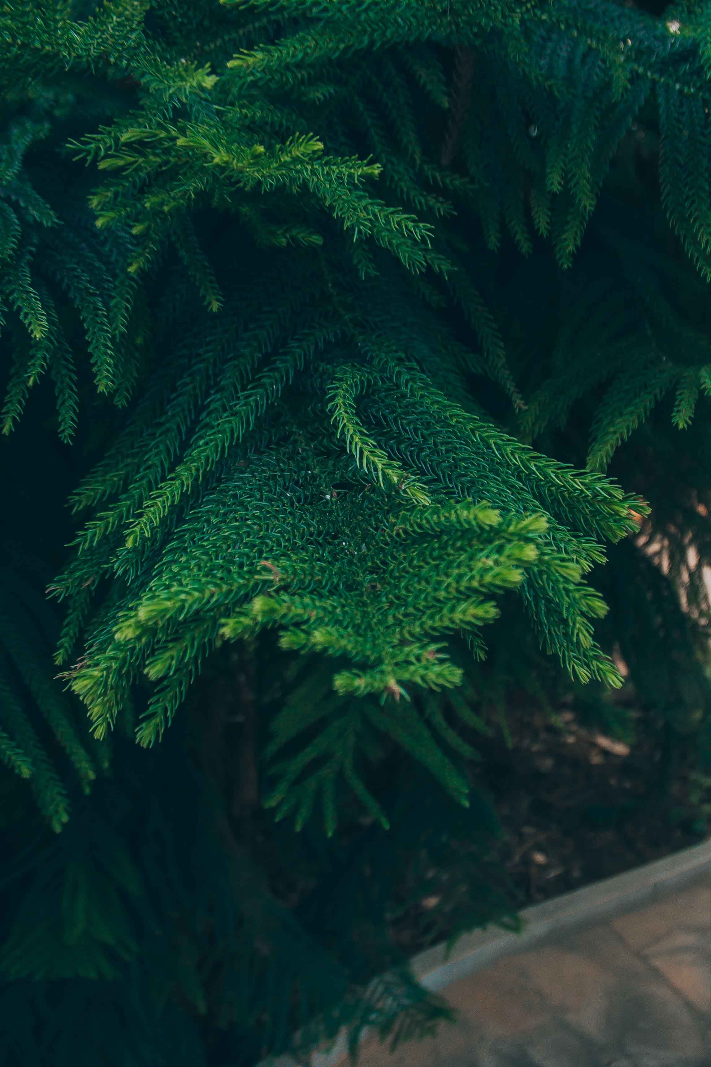 Close-up of a Coniferous Tree Branch · Free Stock Photo