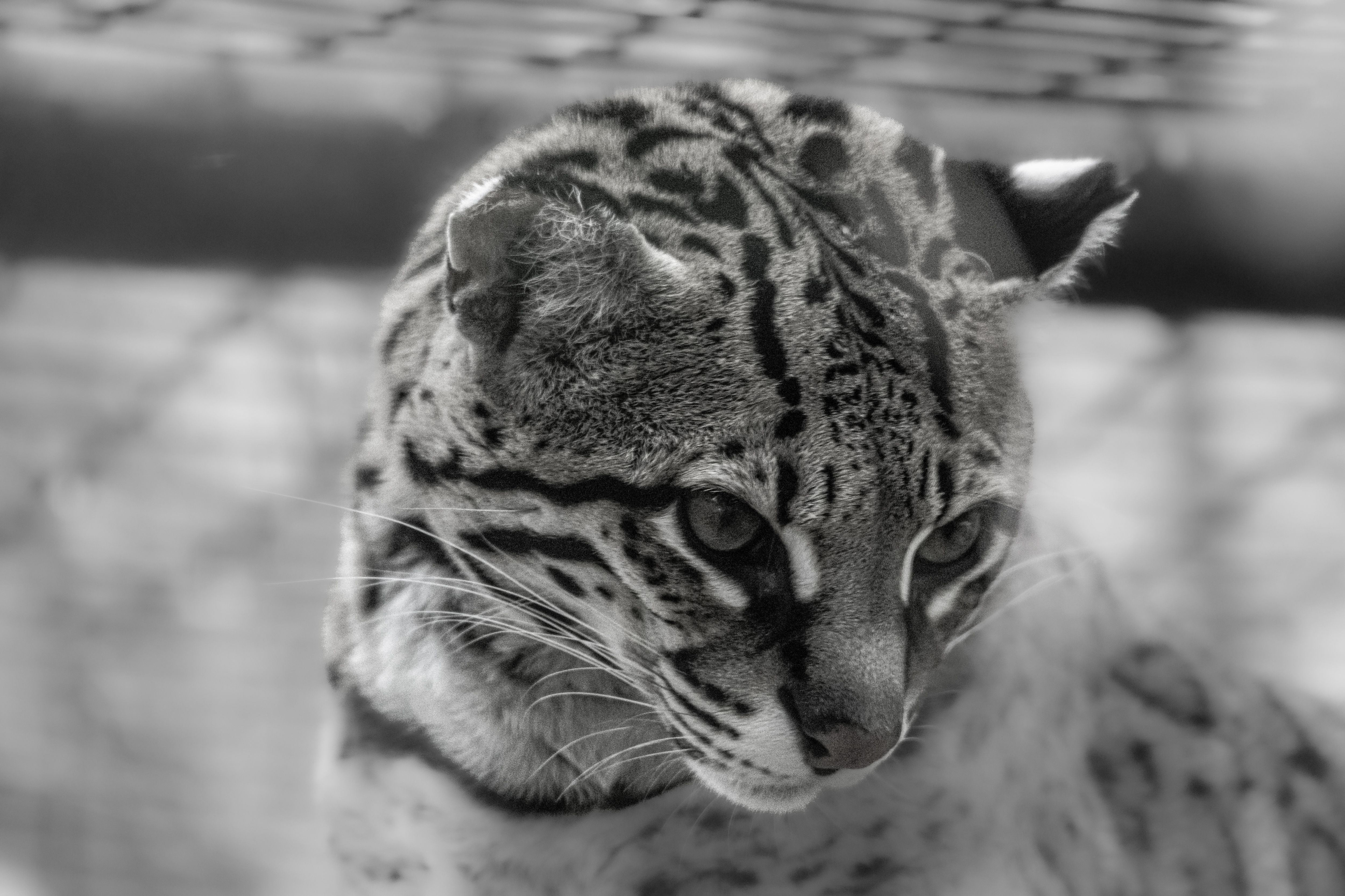 Cat 4k Wallpaper Photos, Download The BEST Free Cat 4k Wallpaper Stock ...