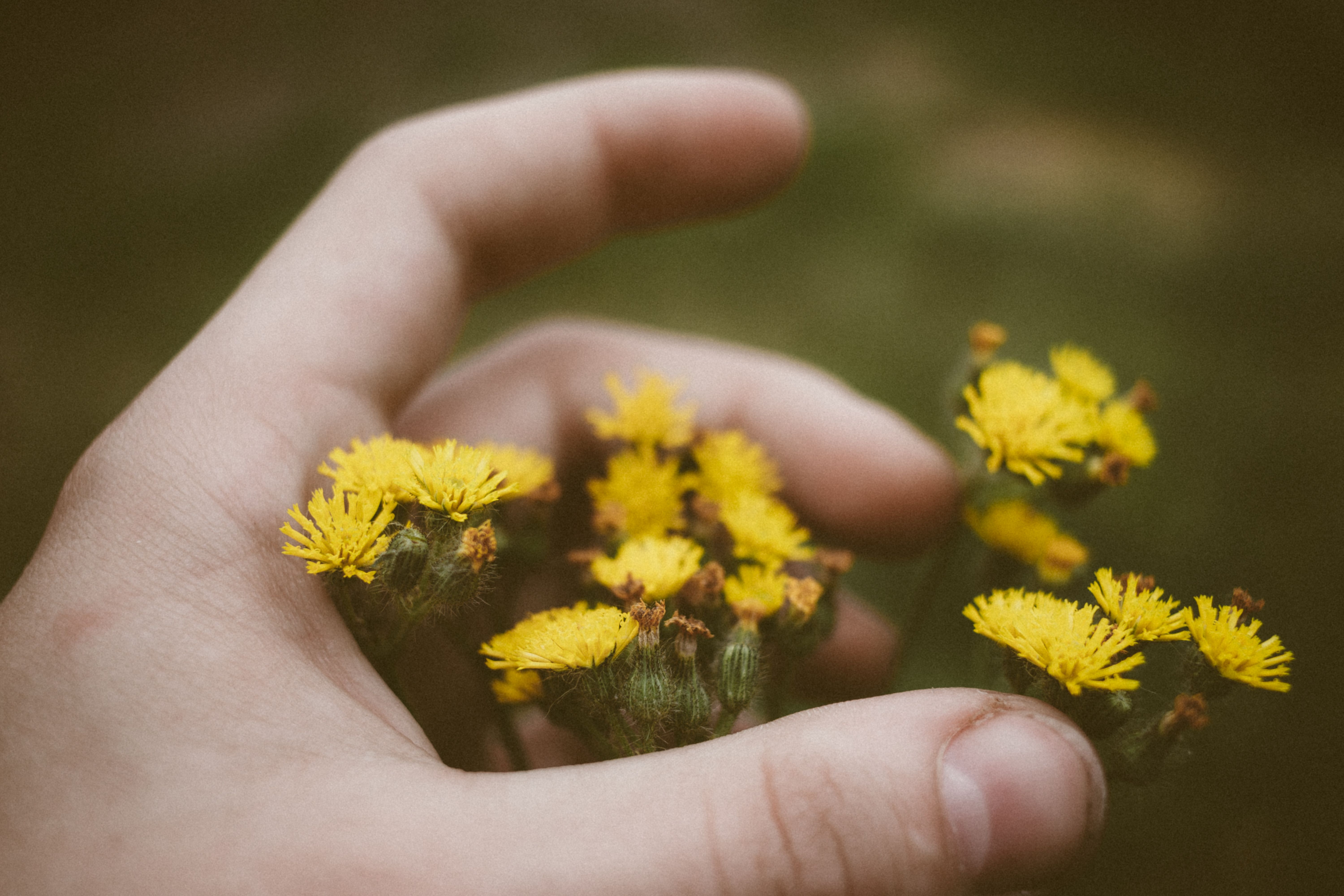 Hand Touching Flowers · Free Stock Photo