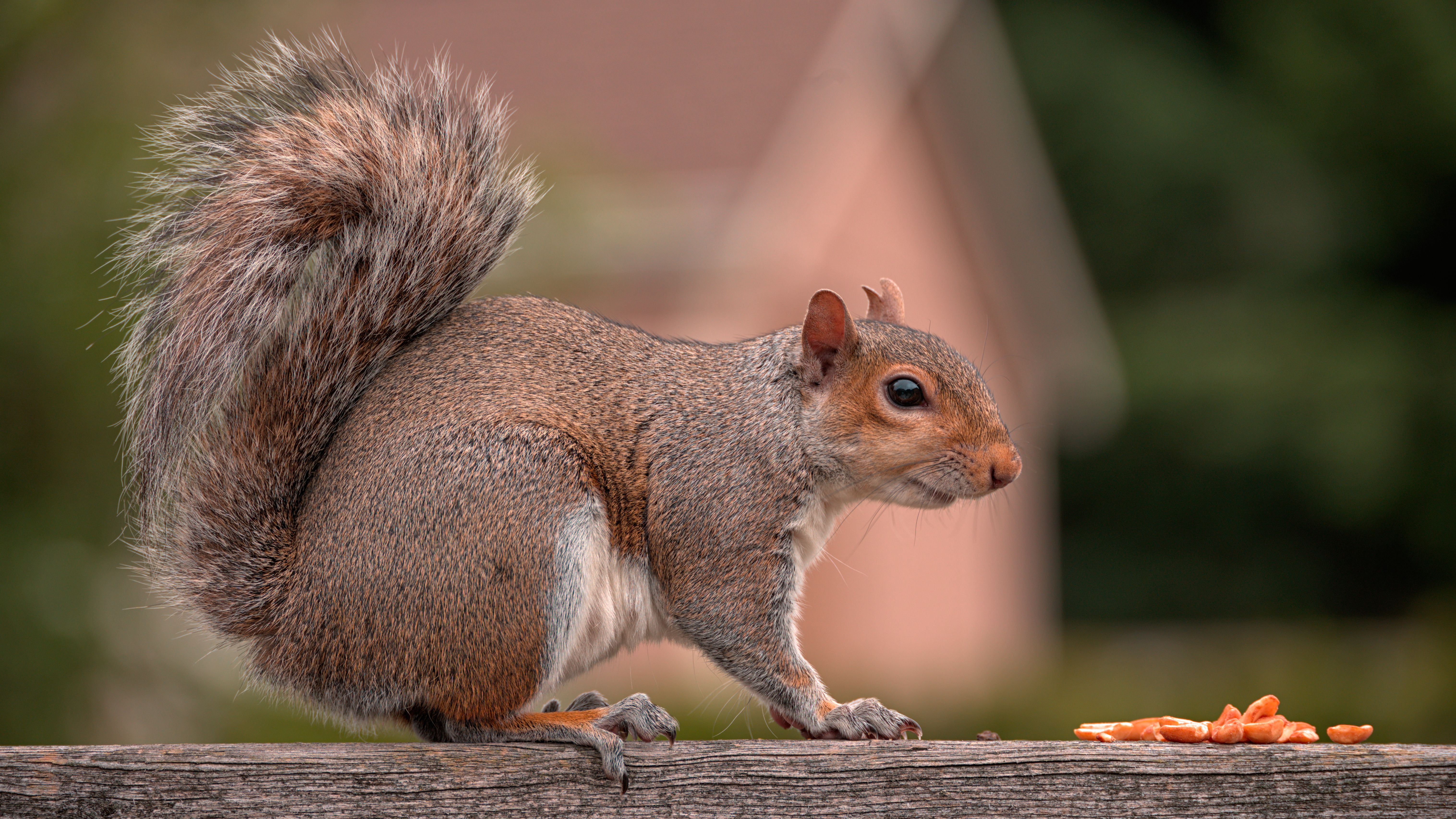 Close-up of a Squirrel on a Fence · Free Stock Photo