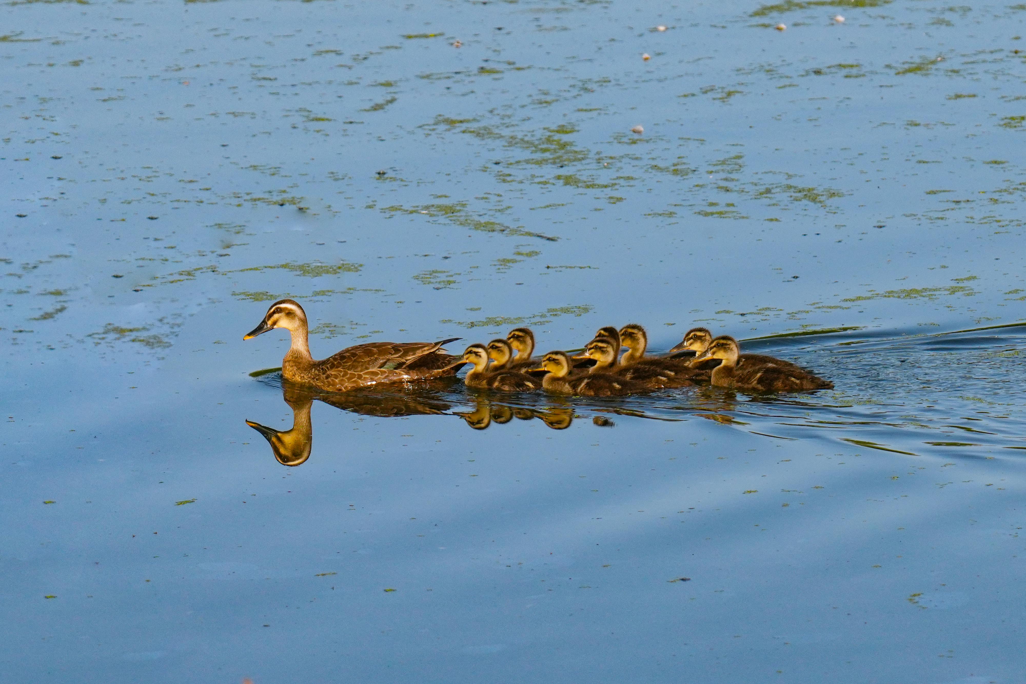 Duck with Ducklings in a Lake · Free Stock Photo