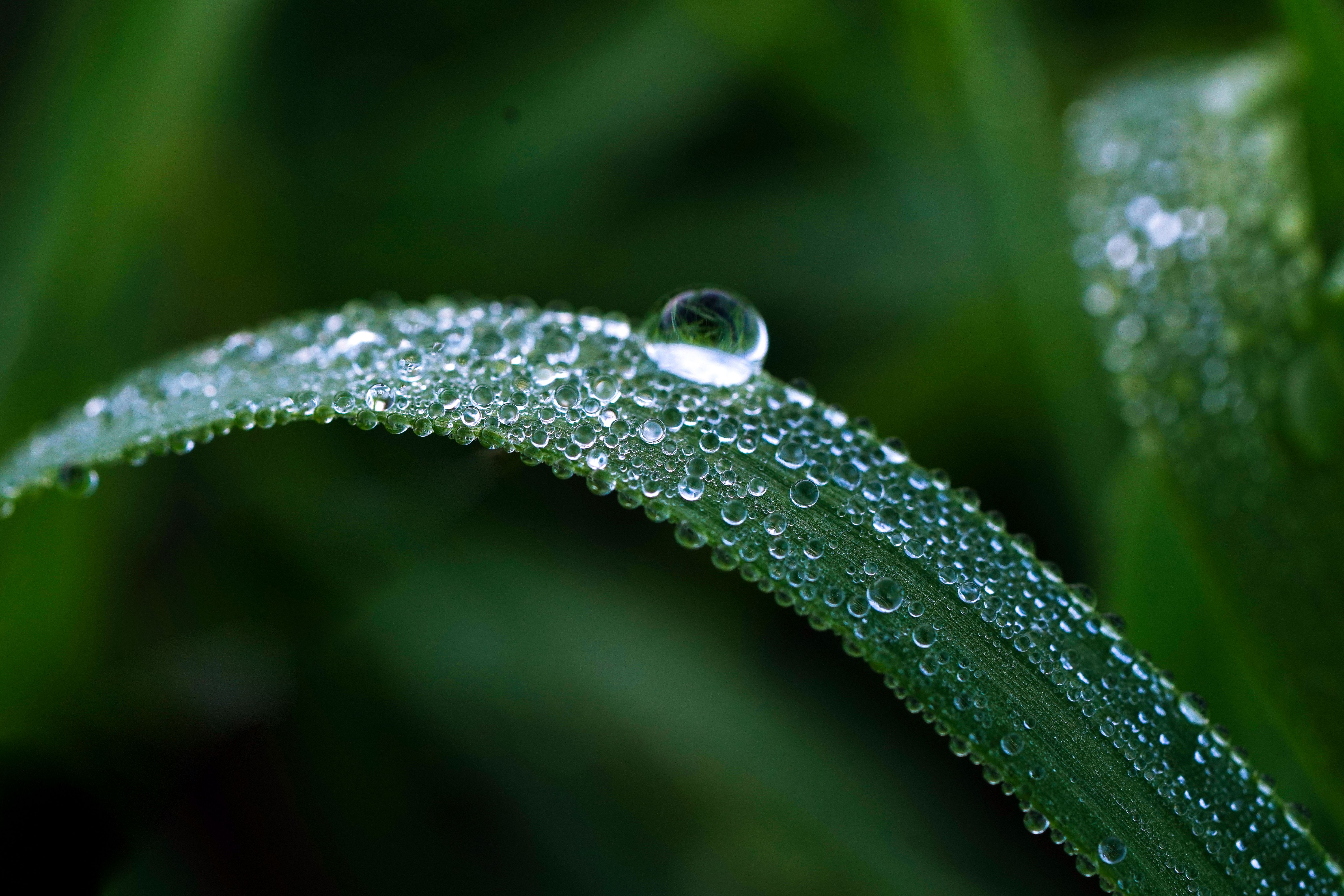 Close Up Photo of Water Drops · Free Stock Photo