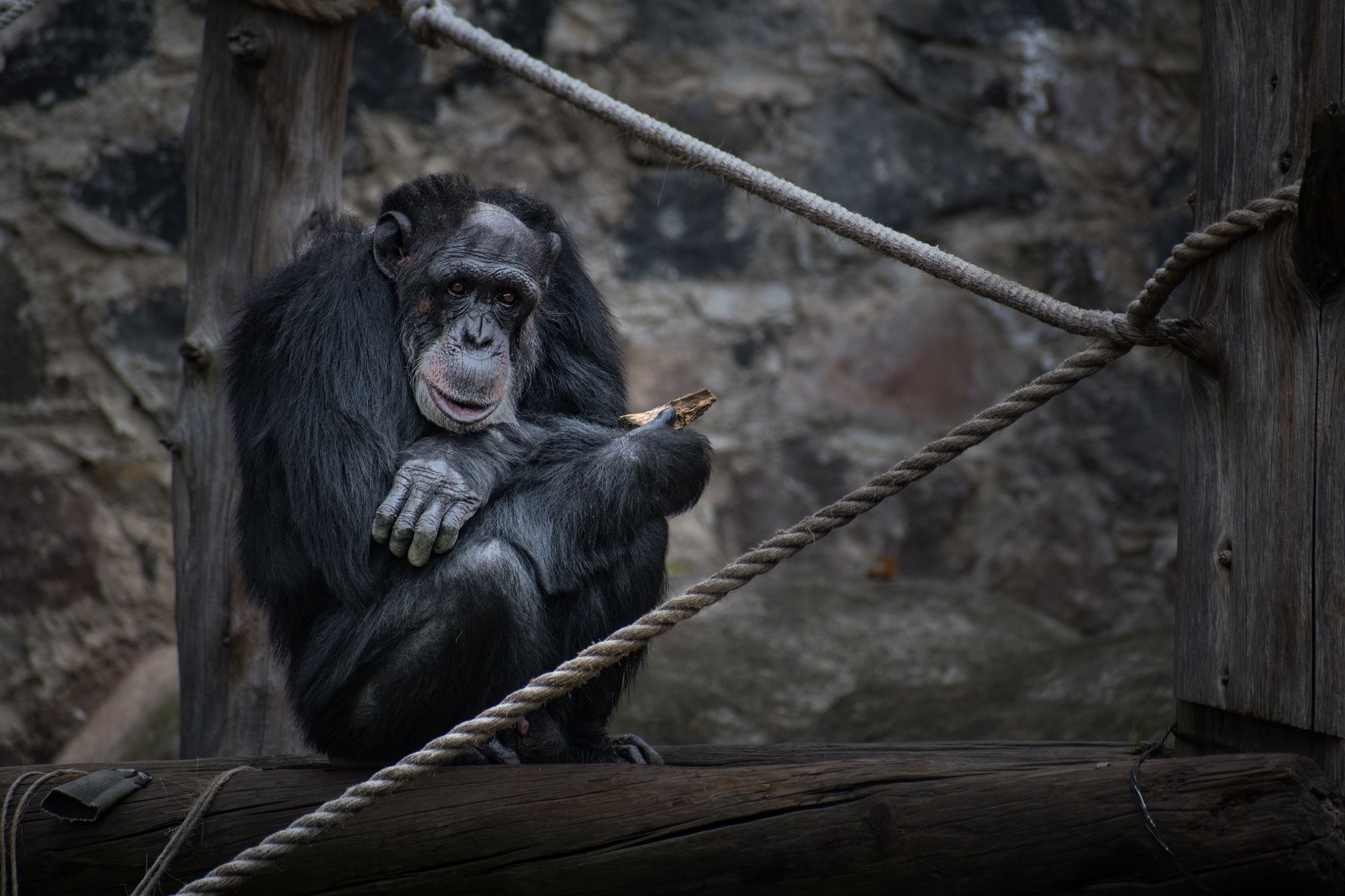 Chimpanzee Sitting on Wood · Free Stock Photo