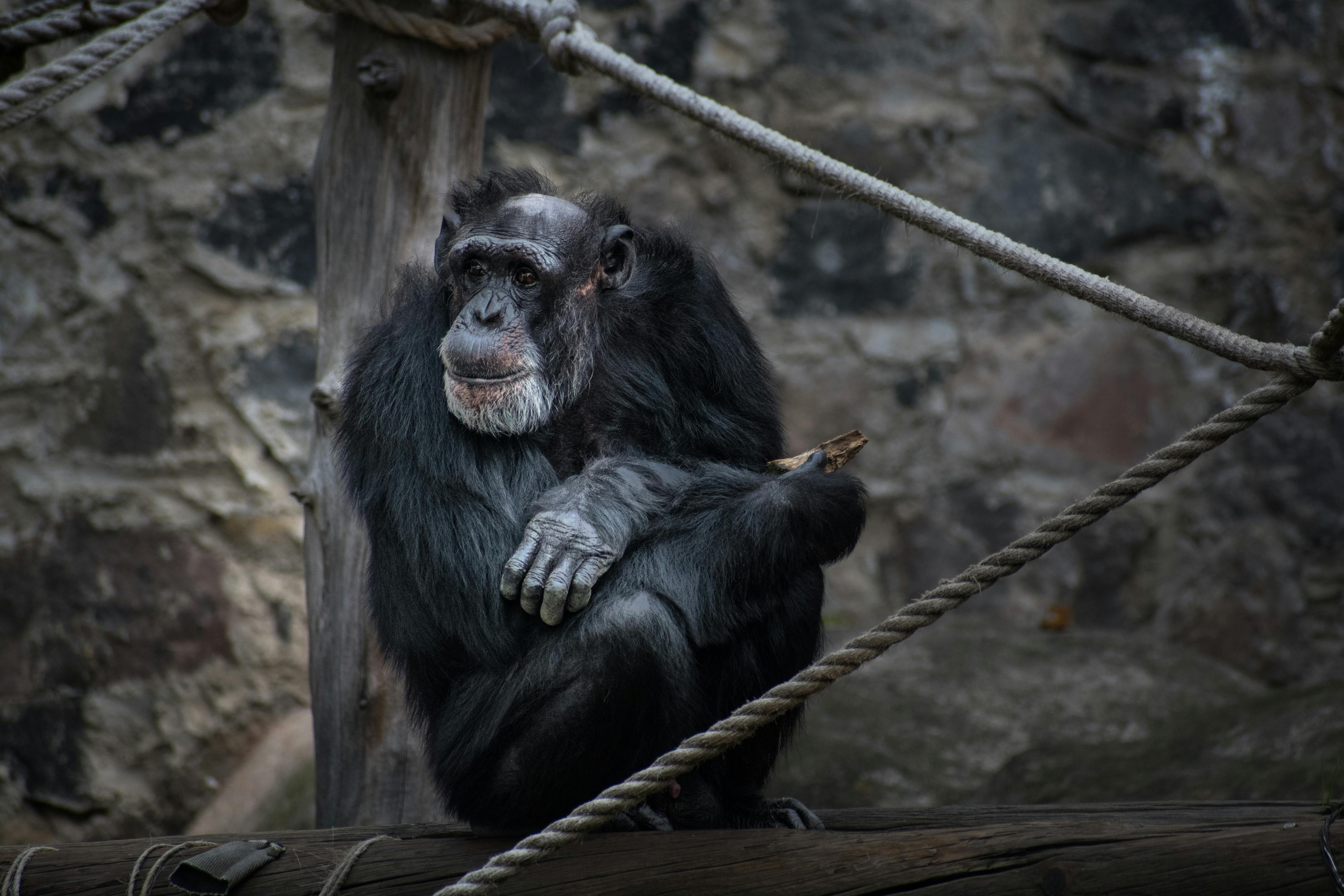 Sitting Chimpanzee near Wall · Free Stock Photo