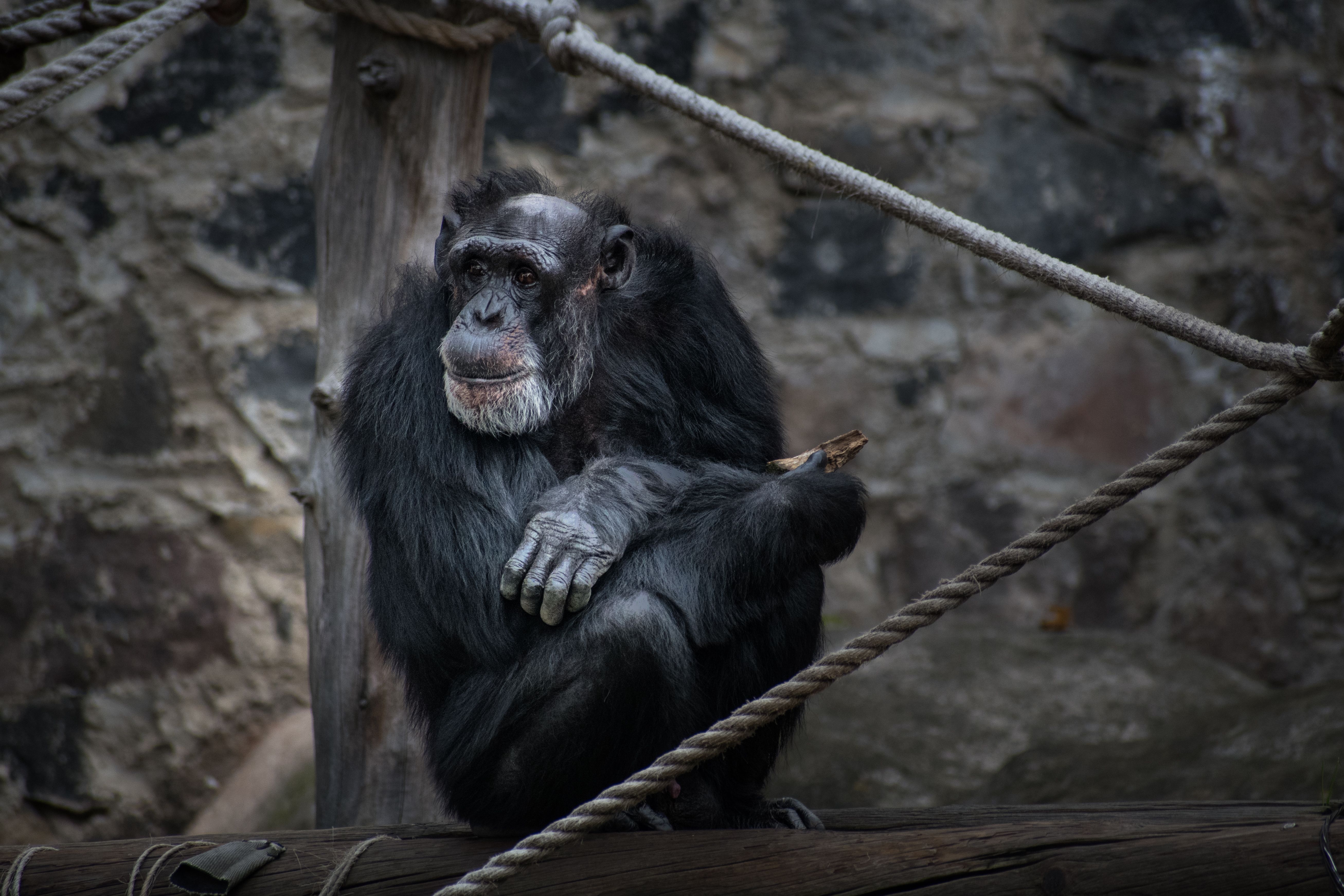 A Chimpanzee in the Zoo · Free Stock Photo