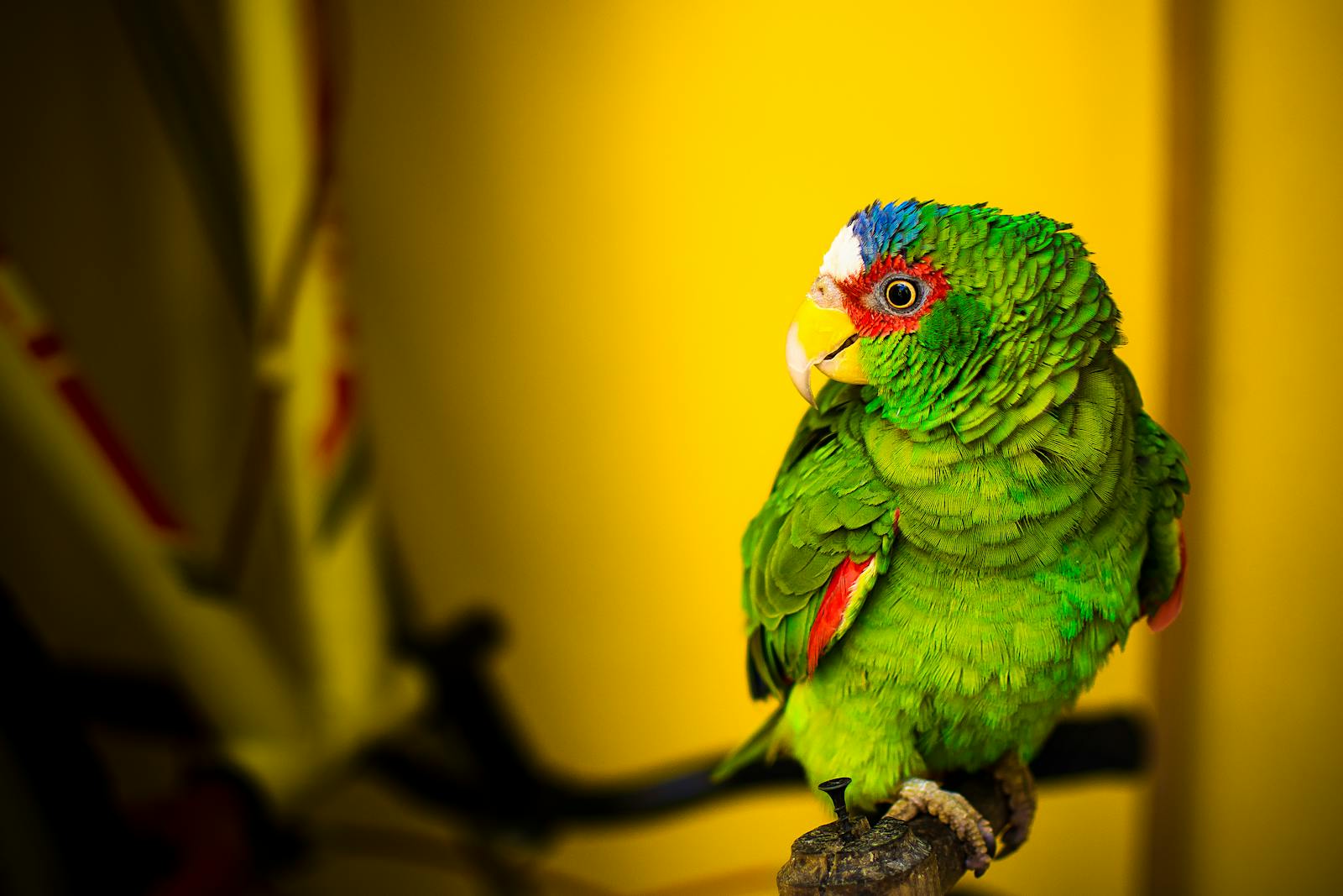 Perico Photos, Download The BEST Free Perico Stock Photos & HD Images