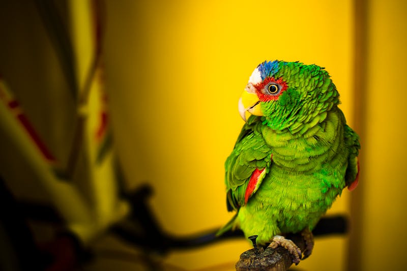Parrot Green Background Photos, Download The BEST Free Parrot Green ...