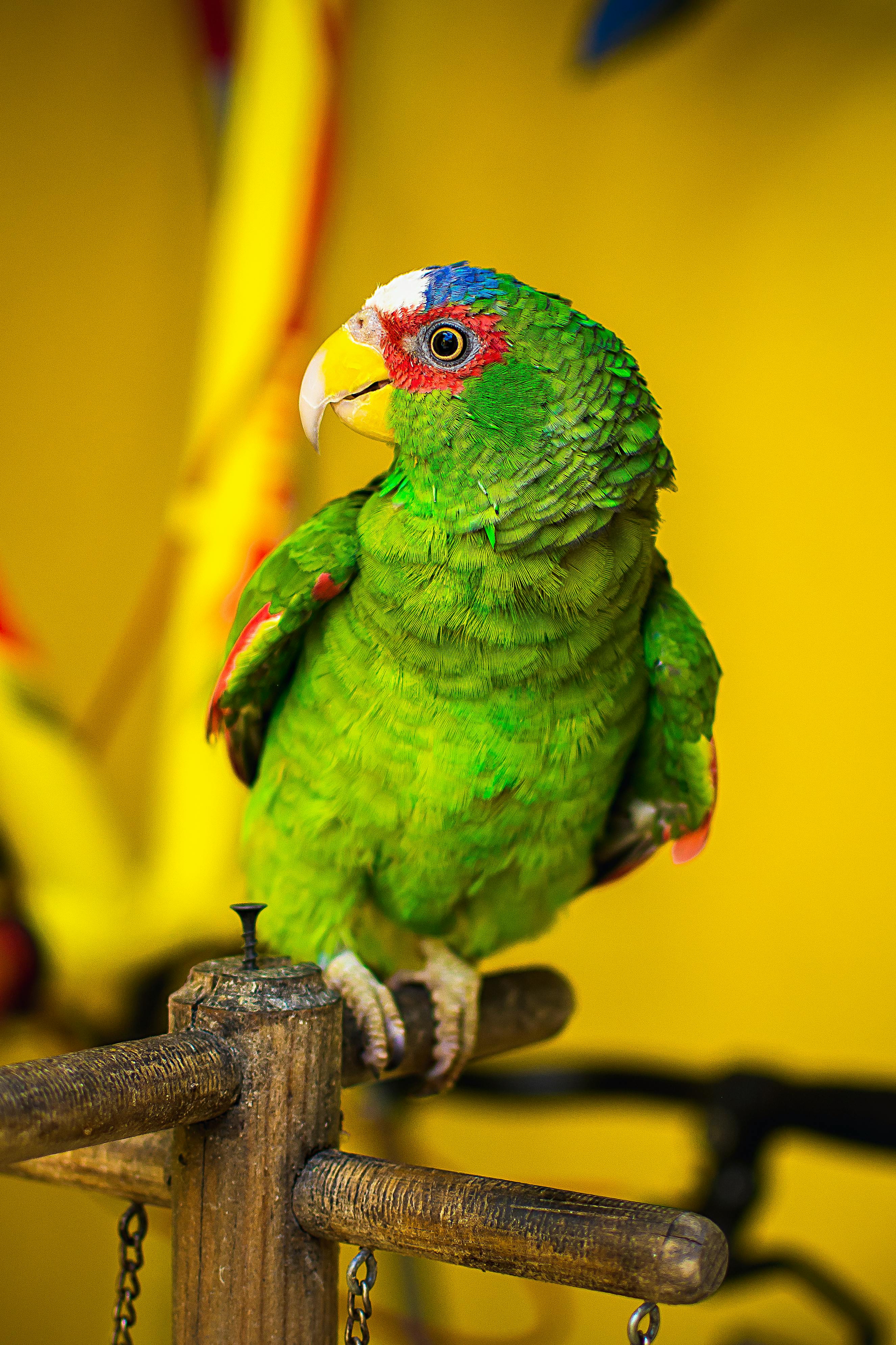Pericos Photos, Download The BEST Free Pericos Stock Photos & HD Images