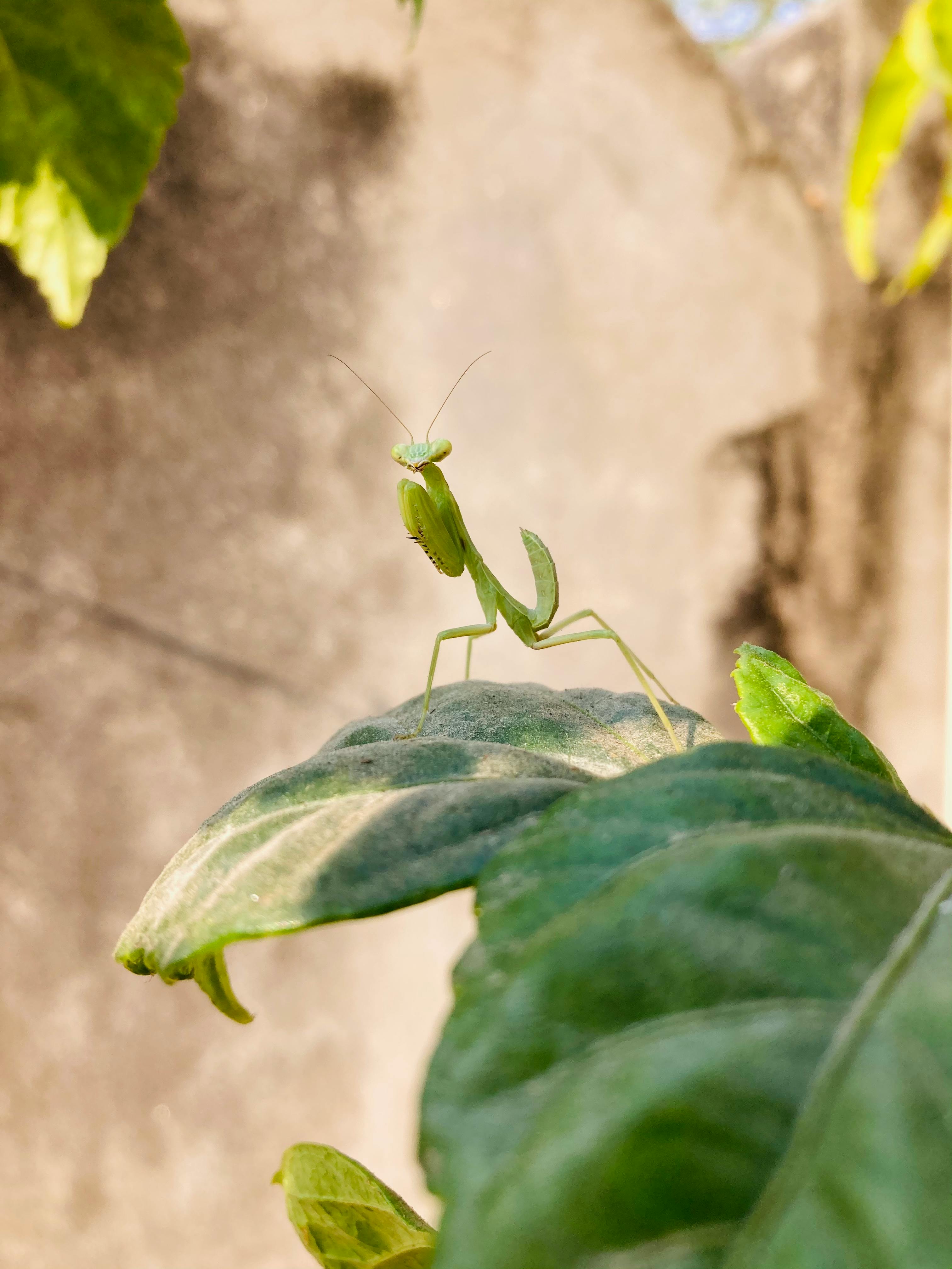 Foto de stock gratuita sobre chinche damisela del árbol, fotografía de ...