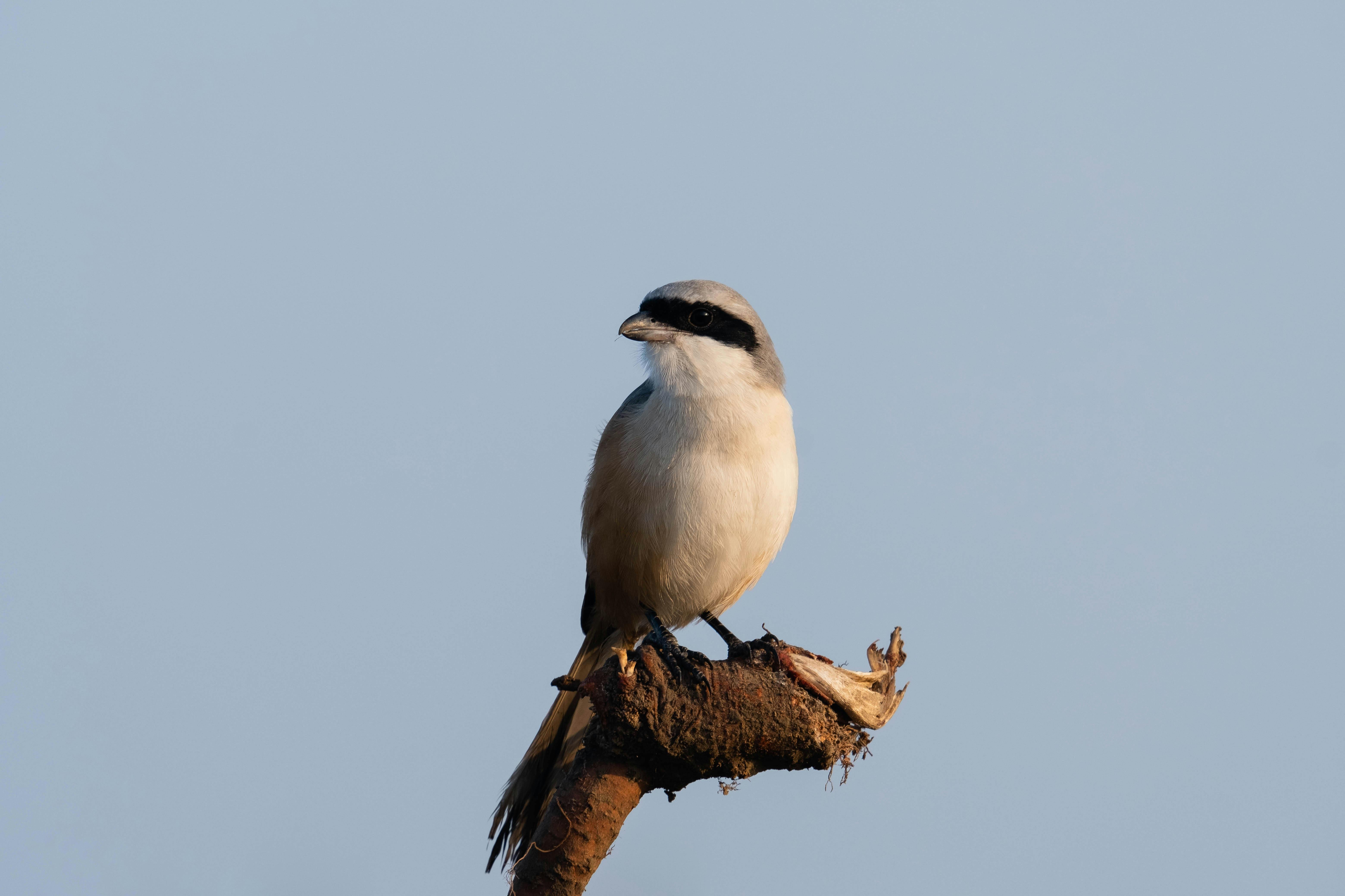 Backed Shrike Photos, Download The BEST Free Backed Shrike Stock Photos ...