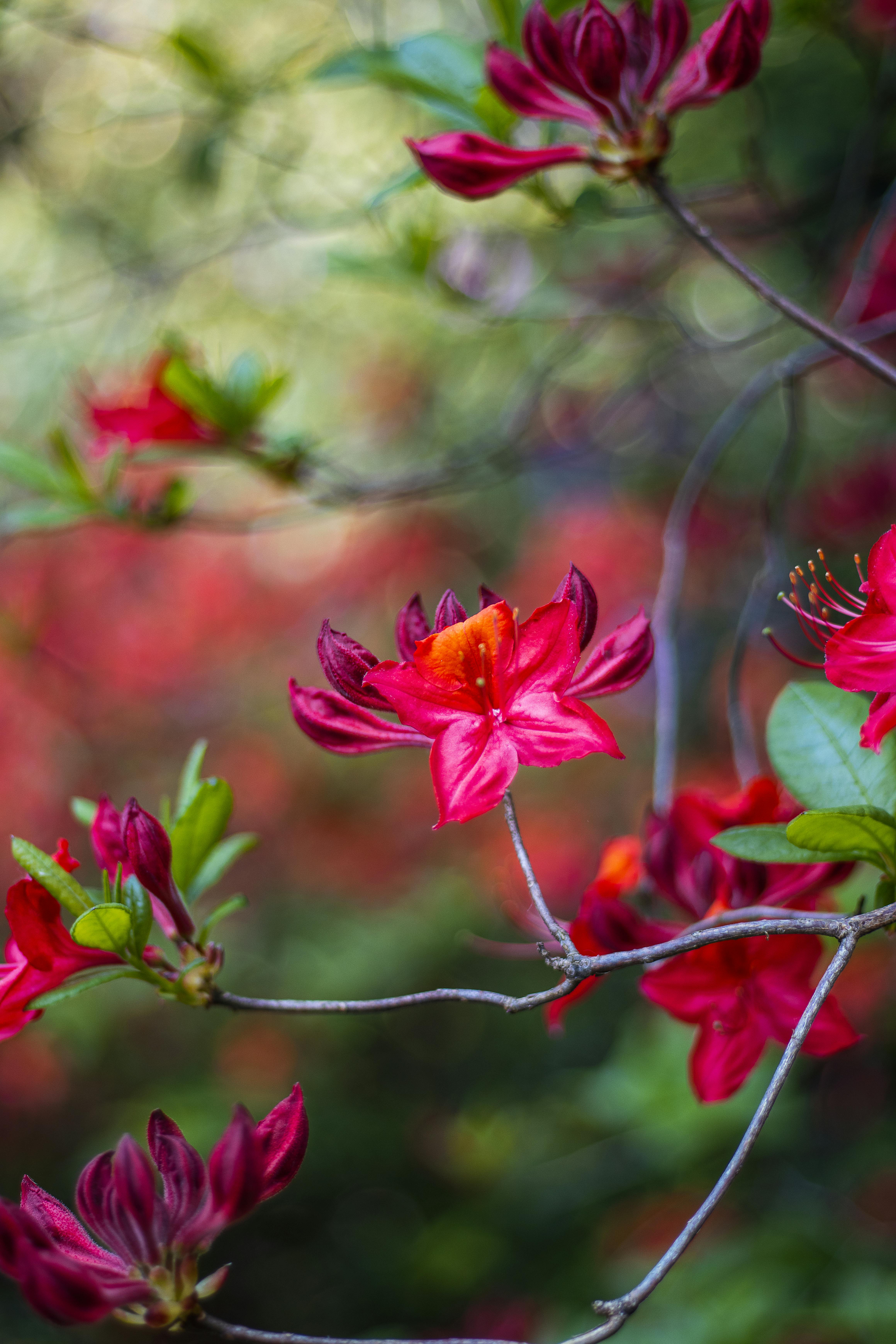 Close up of Red Azalea Flowers · Free Stock Photo