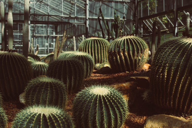 Cactus Plan Photos, Download The BEST Free Cactus Plan Stock Photos ...