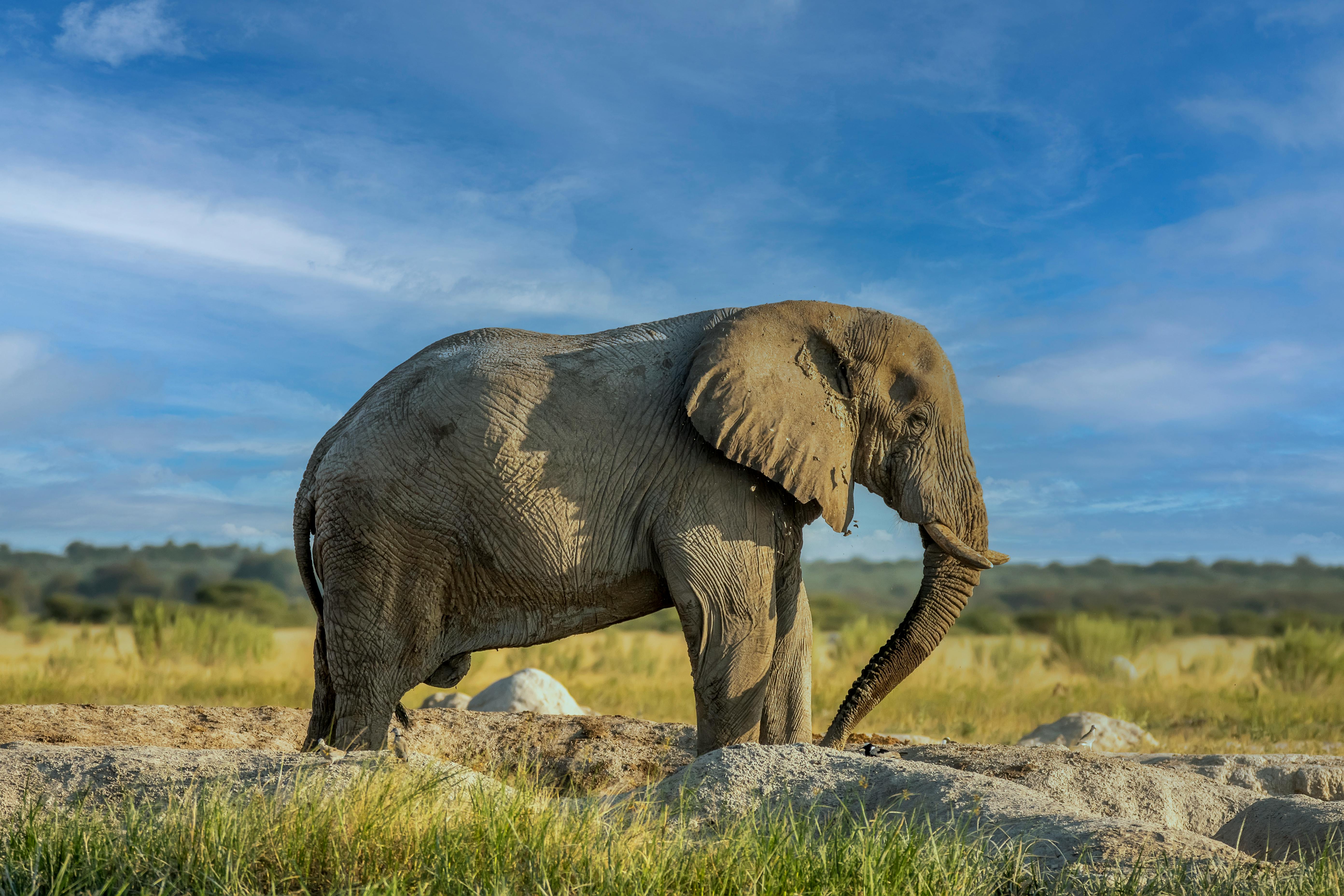 Elephant in Nature · Free Stock Photo