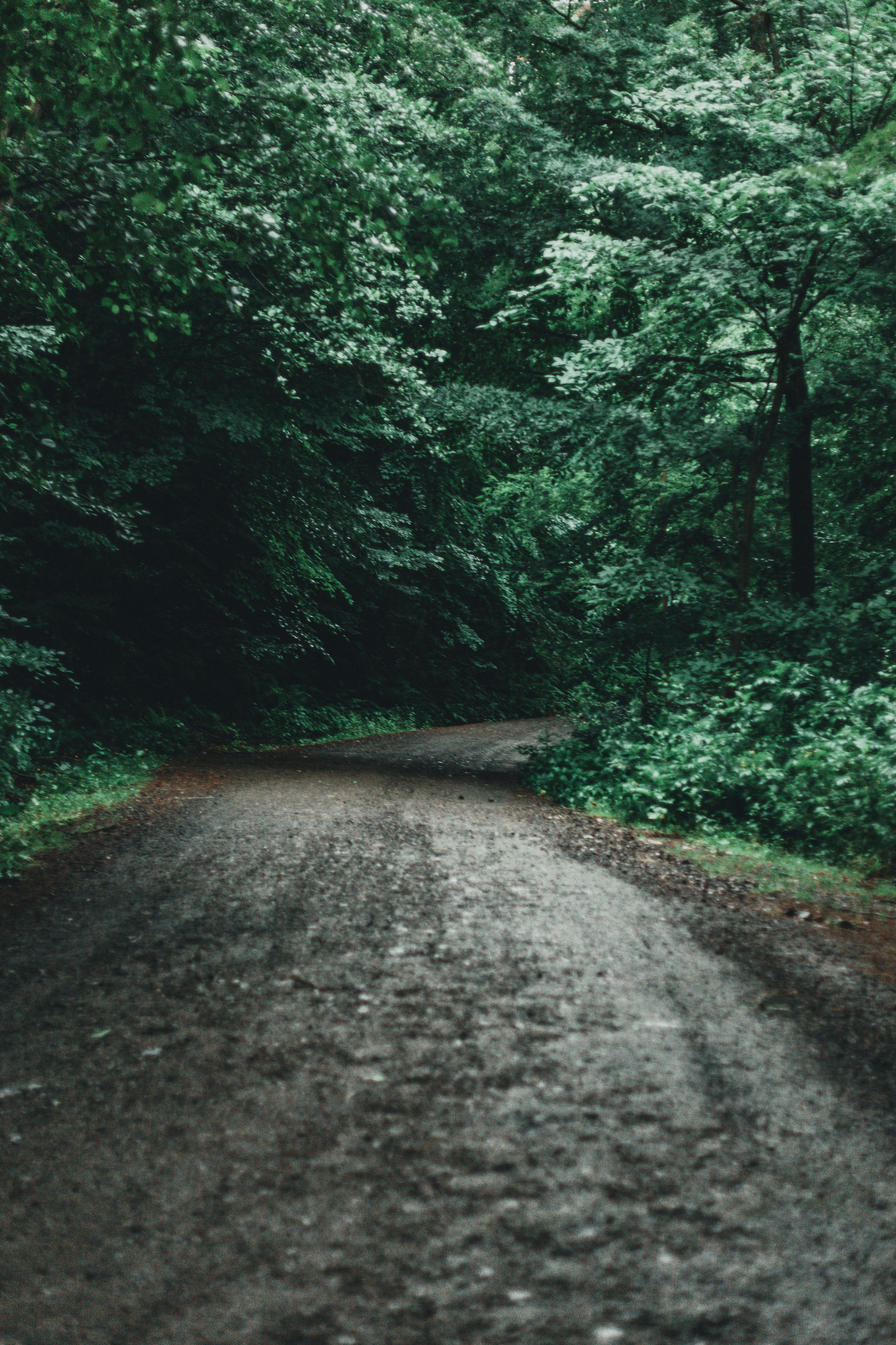 Dirt Road in Deep Forest · Free Stock Photo