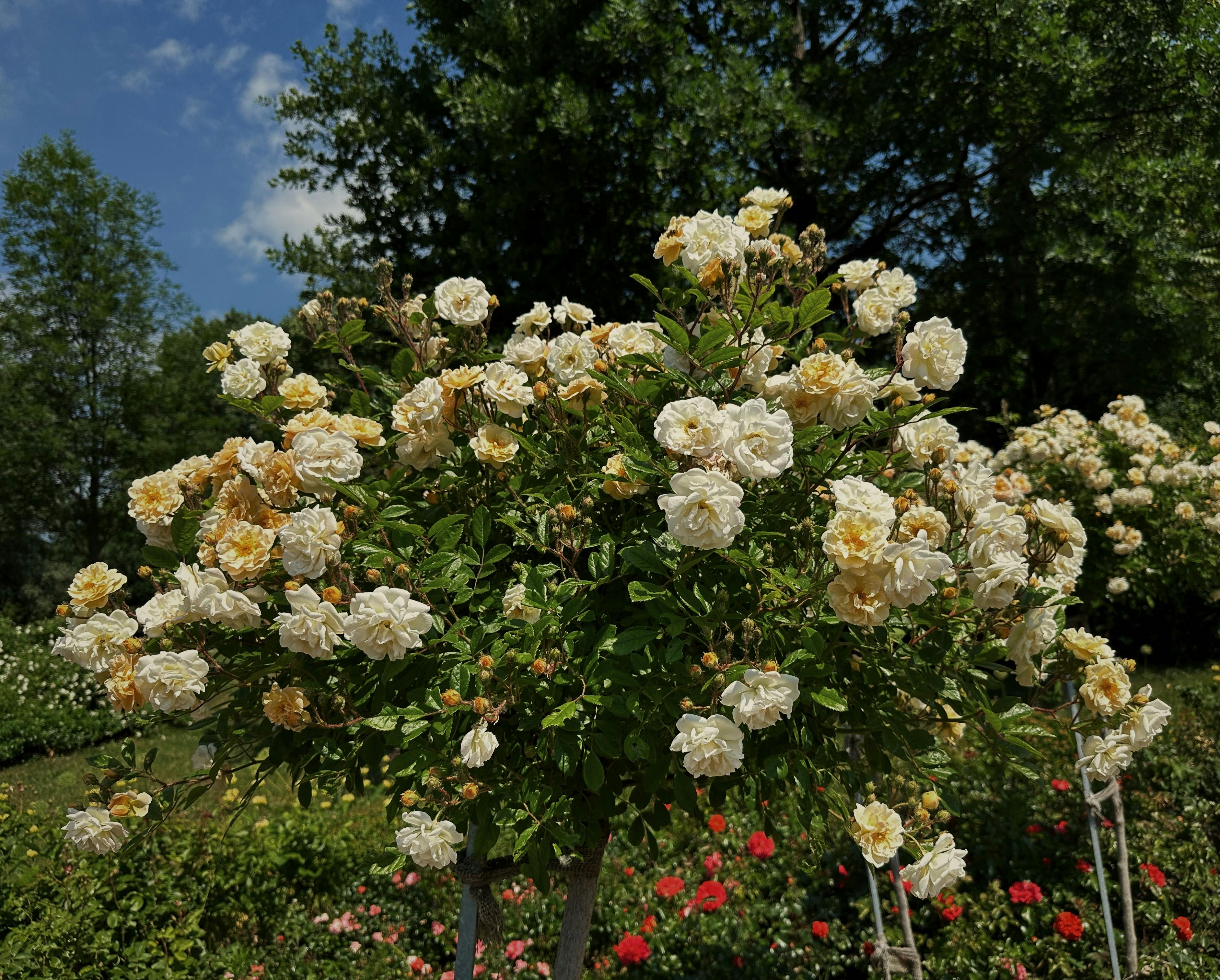 A Wooden Ladder next to a Rosebush · Free Stock Photo
