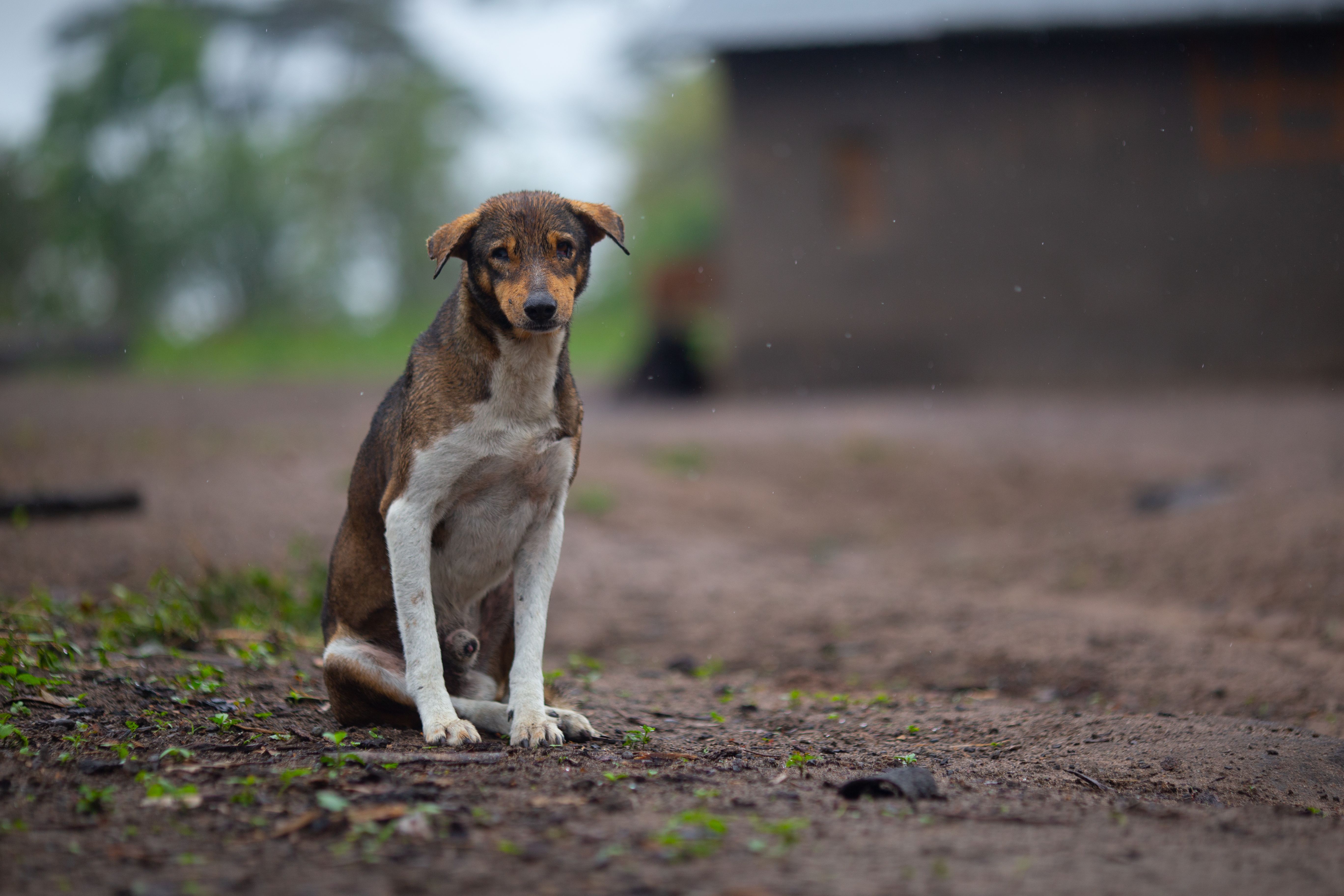 Soil Dog Photos, Download The BEST Free Soil Dog Stock Photos & HD Images