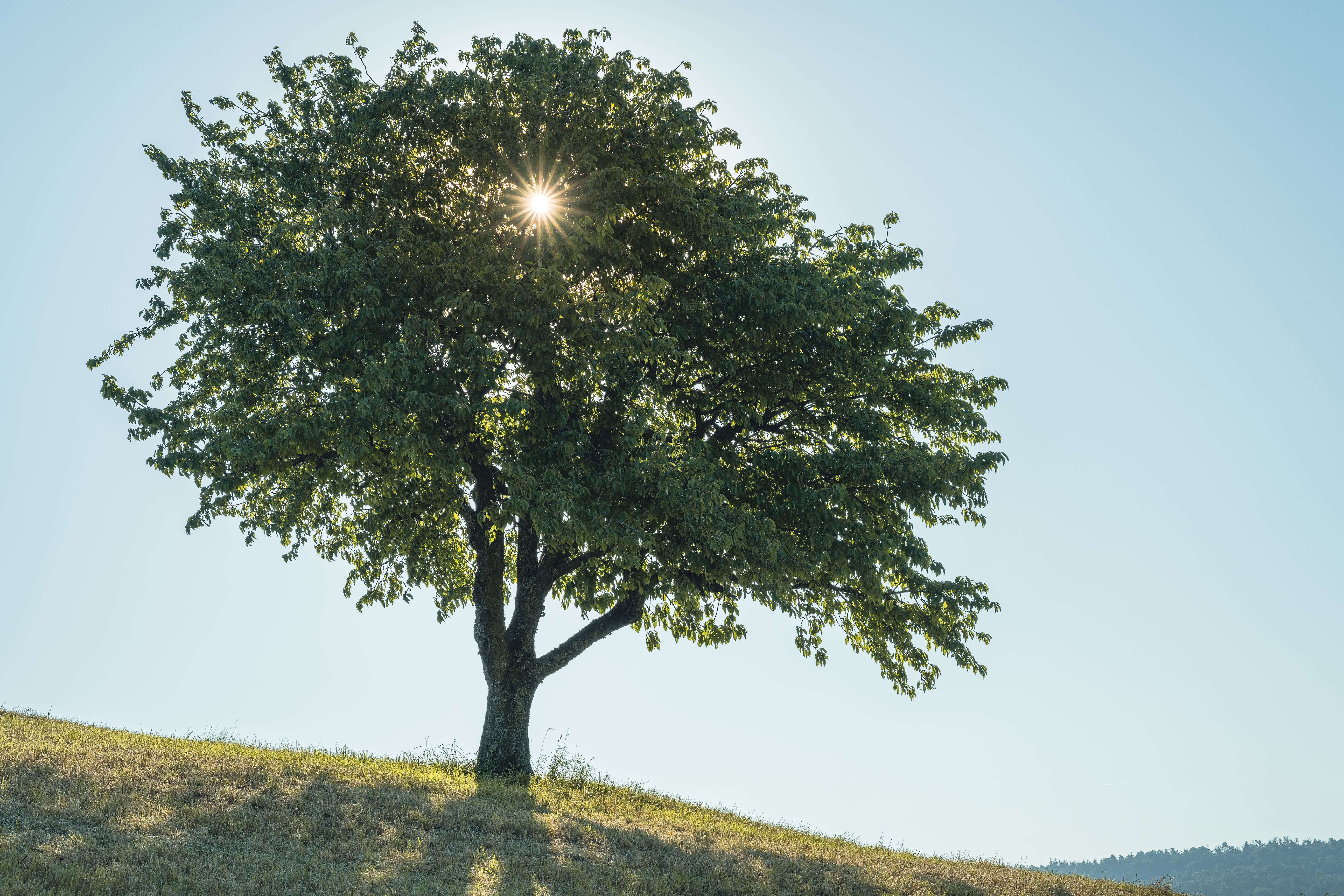 The Sun Shining from behind a Tree on a Grass Hill · Free Stock Photo