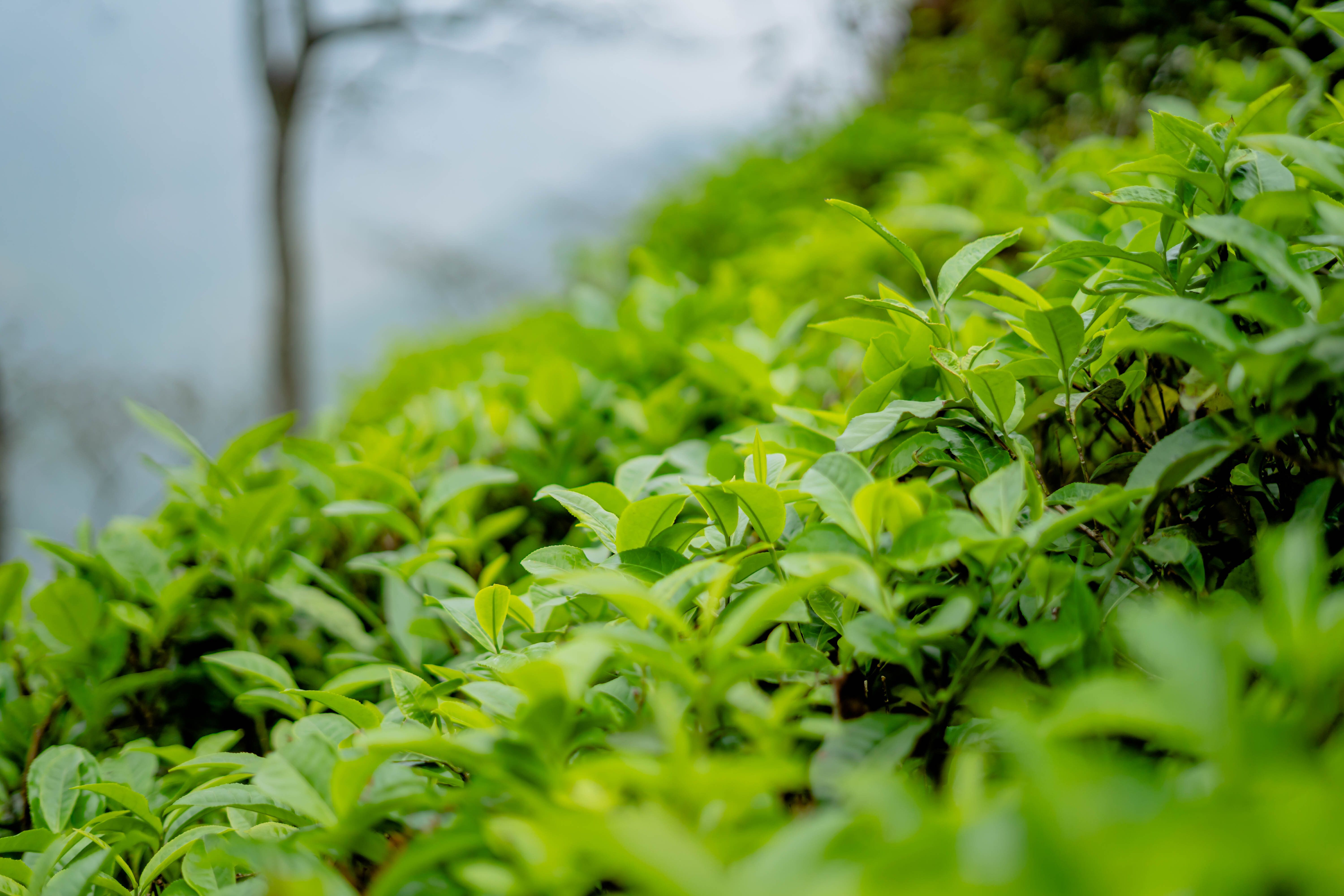 Chinese Tea Plants on Field · Free Stock Photo