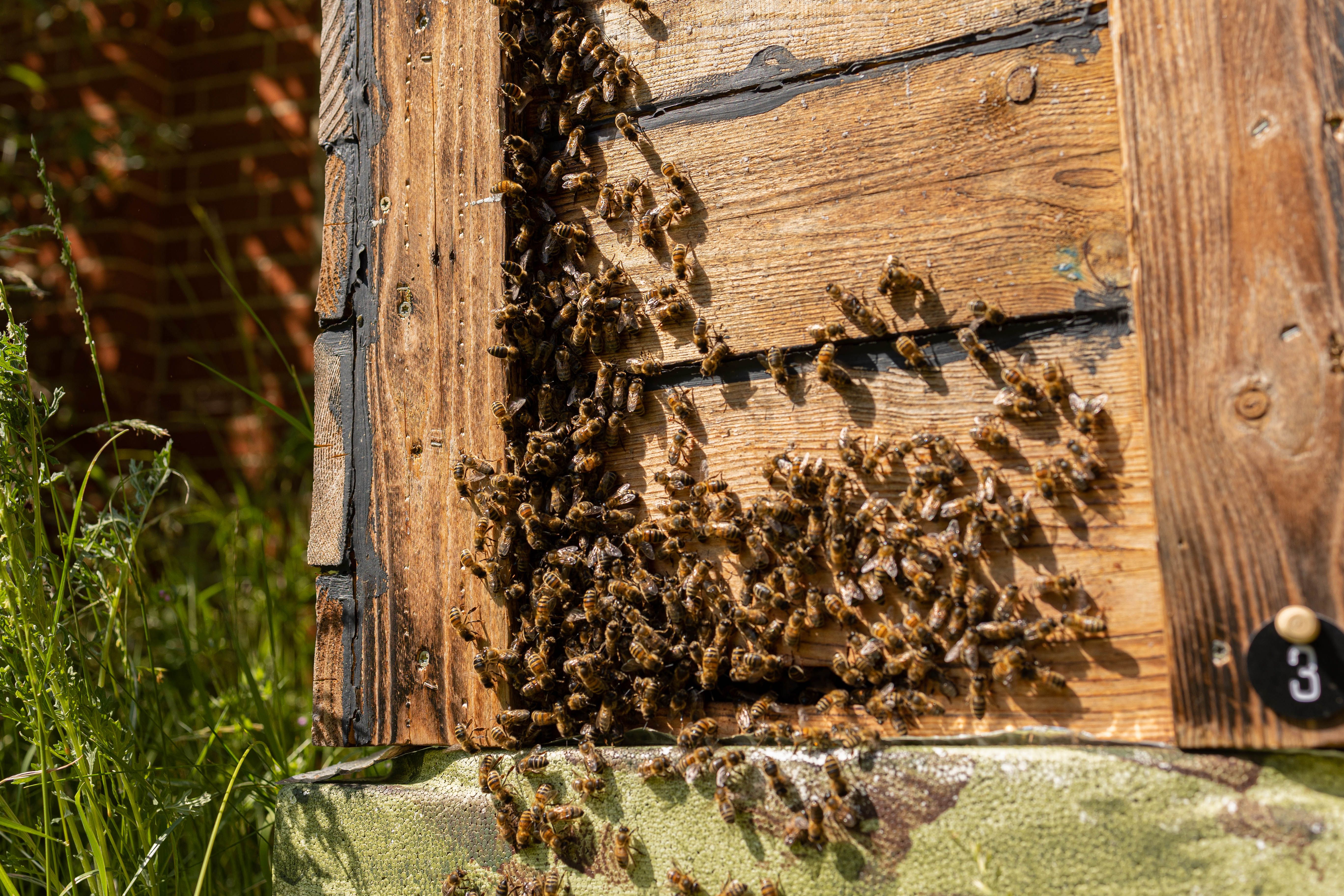 Foto de stock gratuita sobre abejas, agricultura, agricultura ecológica ...