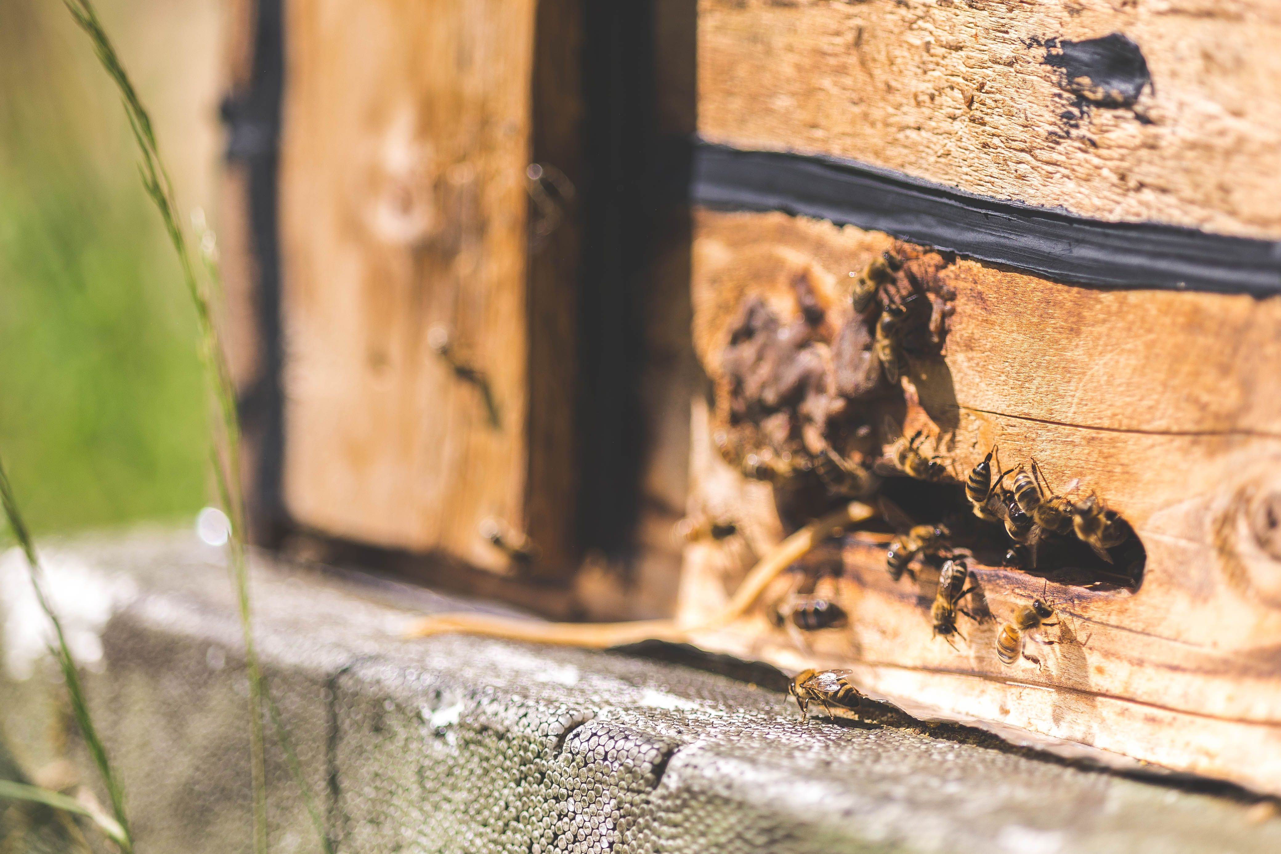 Bees around Hole in Beehive · Free Stock Photo