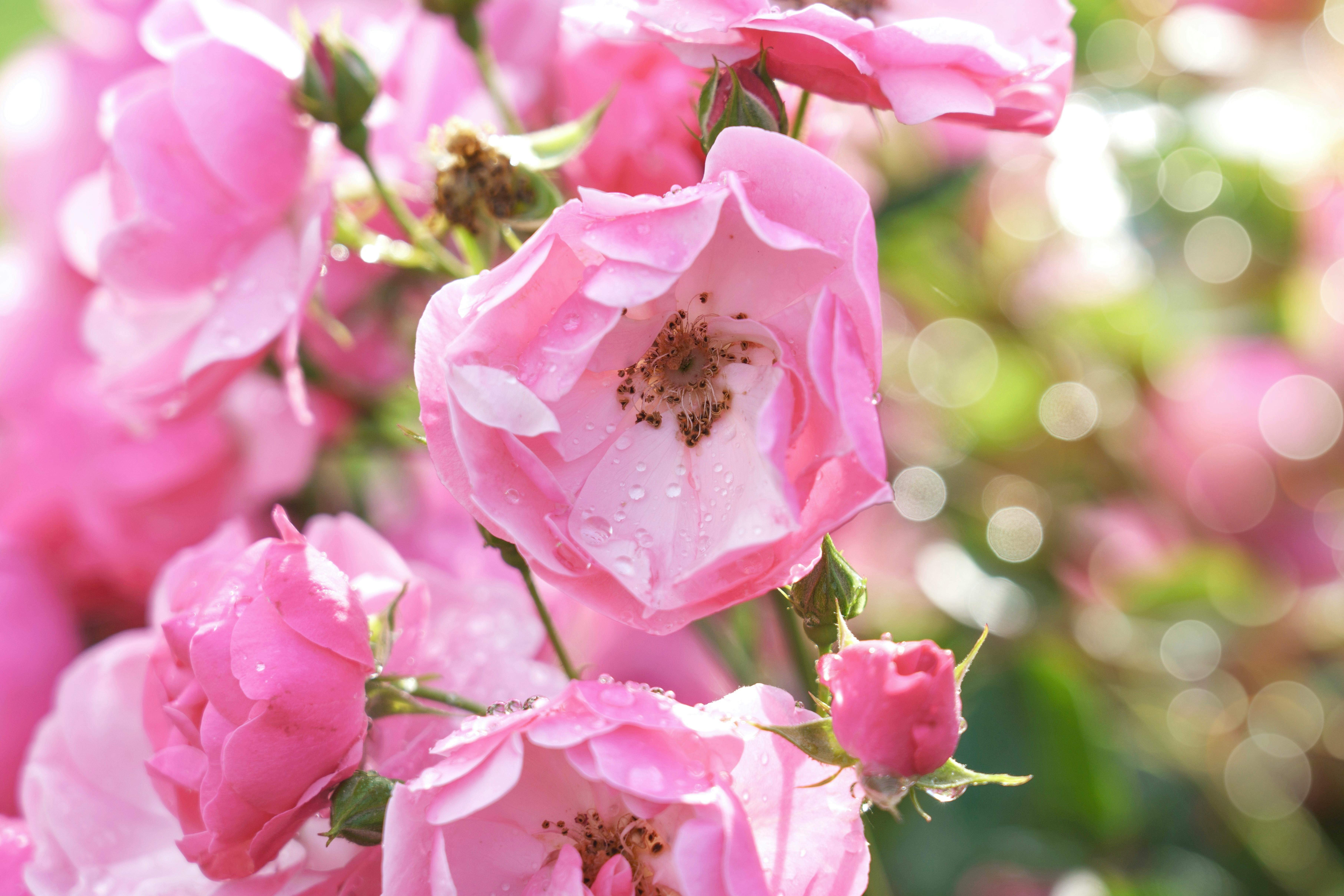 Tilt-shift Lens Photography of Red Rose Flower · Free Stock Photo