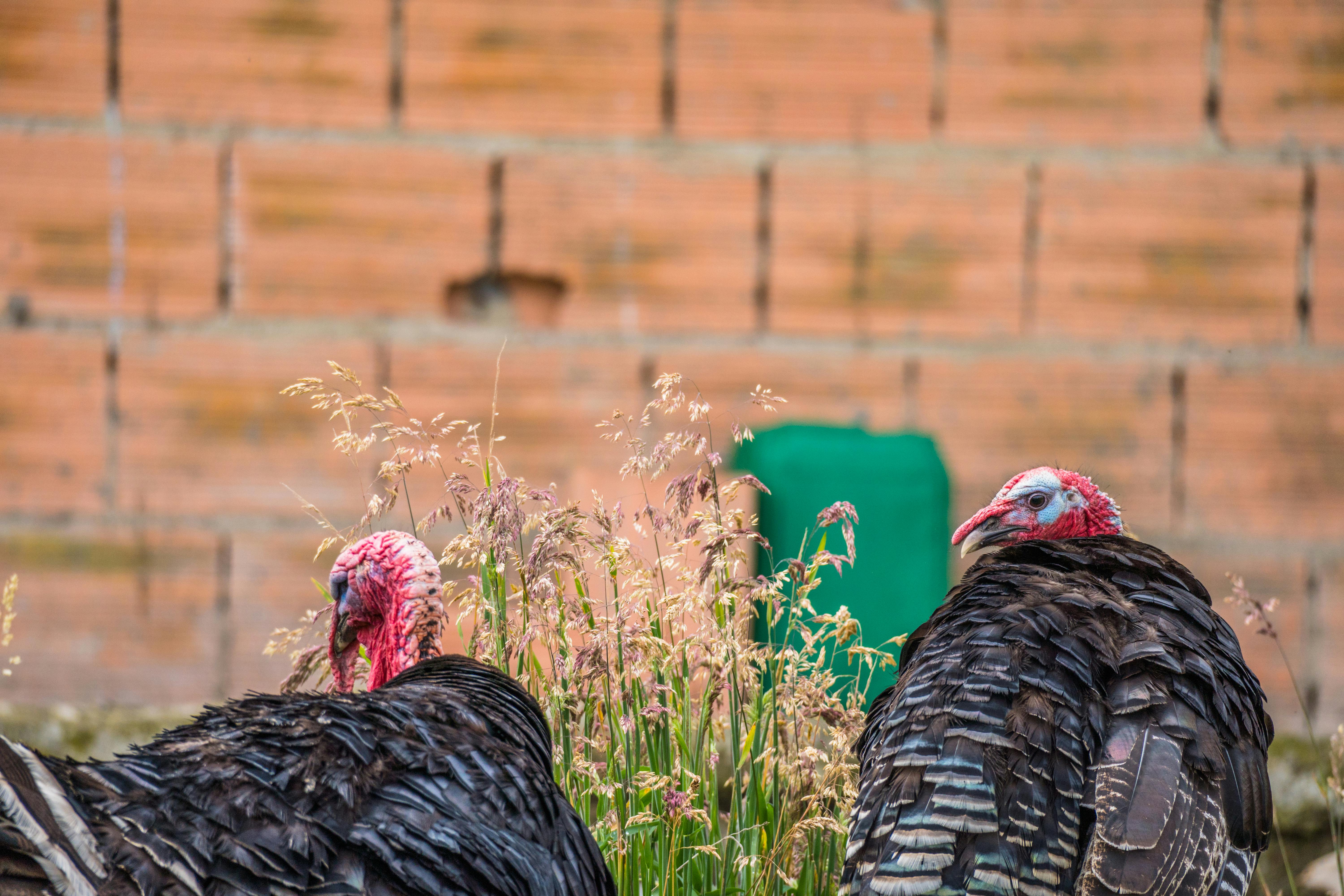 Turkeys near Wall · Free Stock Photo
