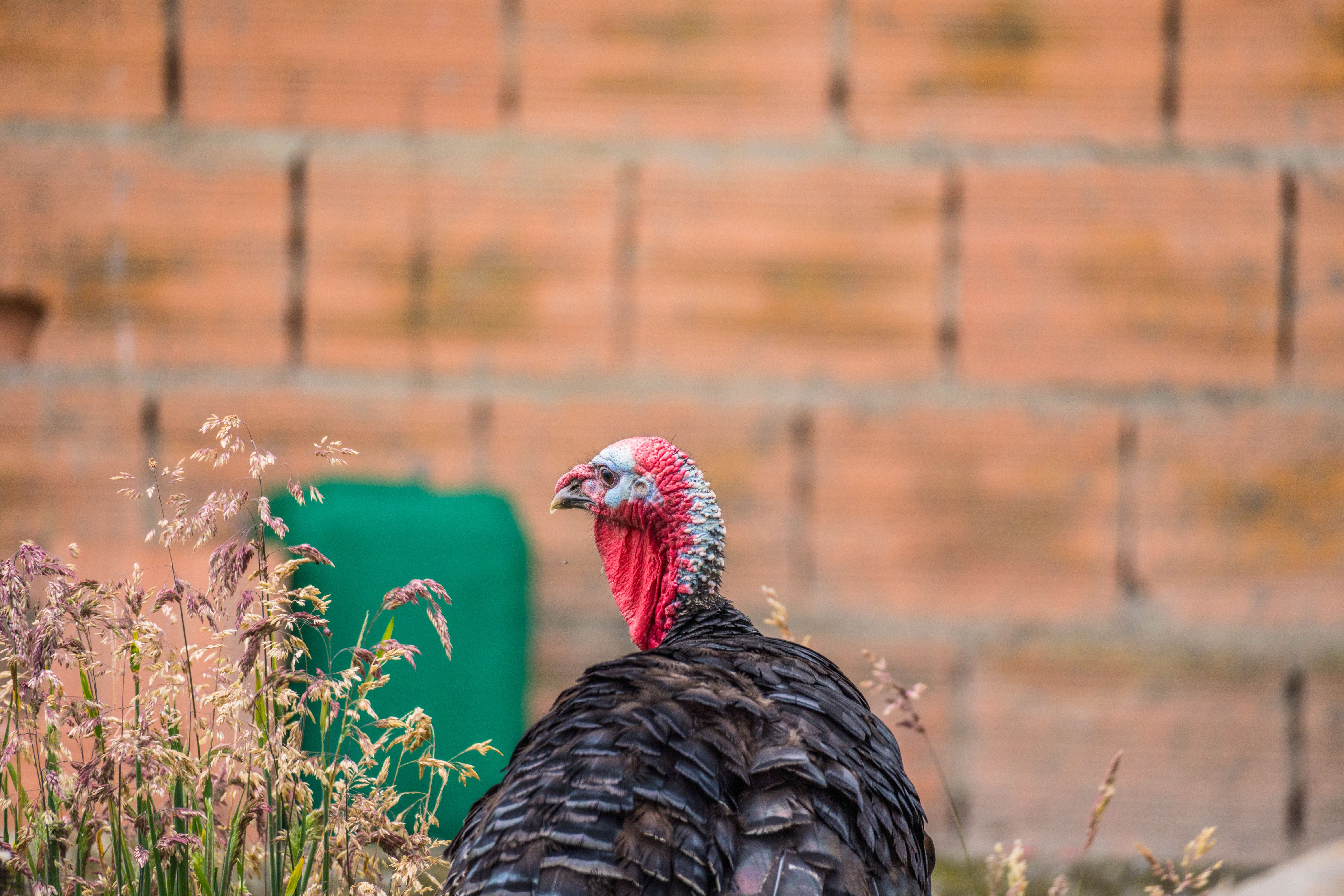 Back View of Turkey Bird · Free Stock Photo