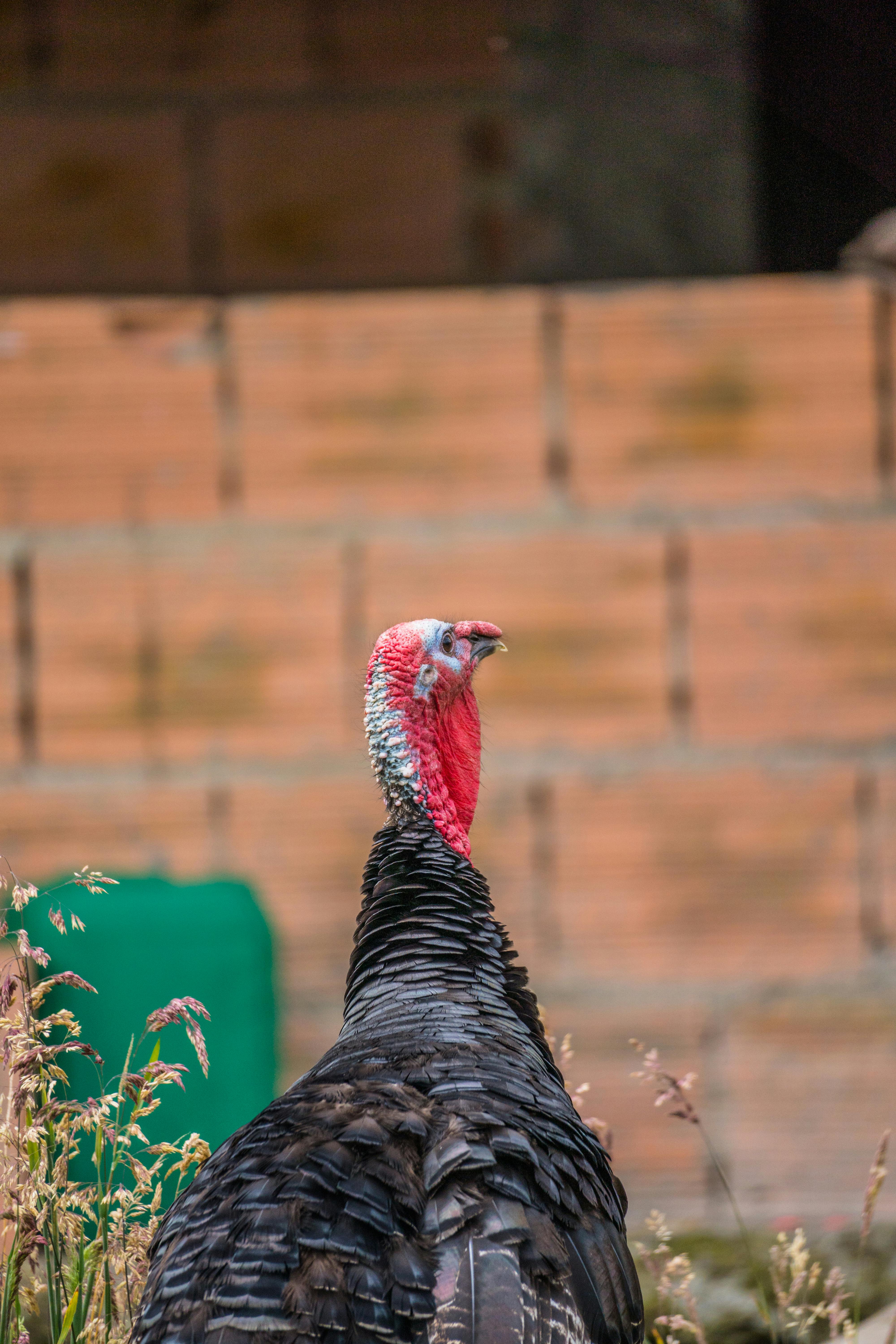 Back View of Turkey · Free Stock Photo