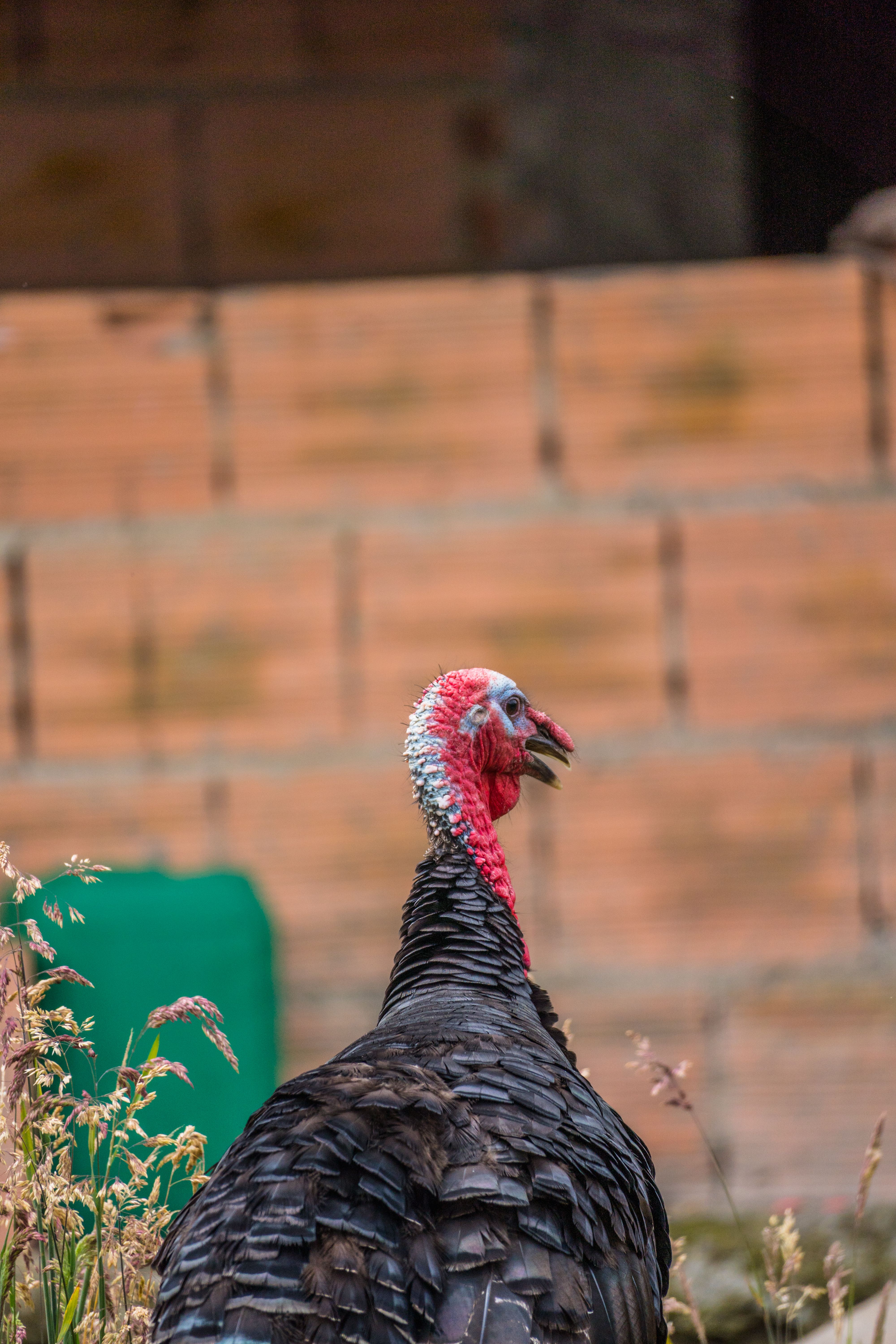 Back of Turkey · Free Stock Photo