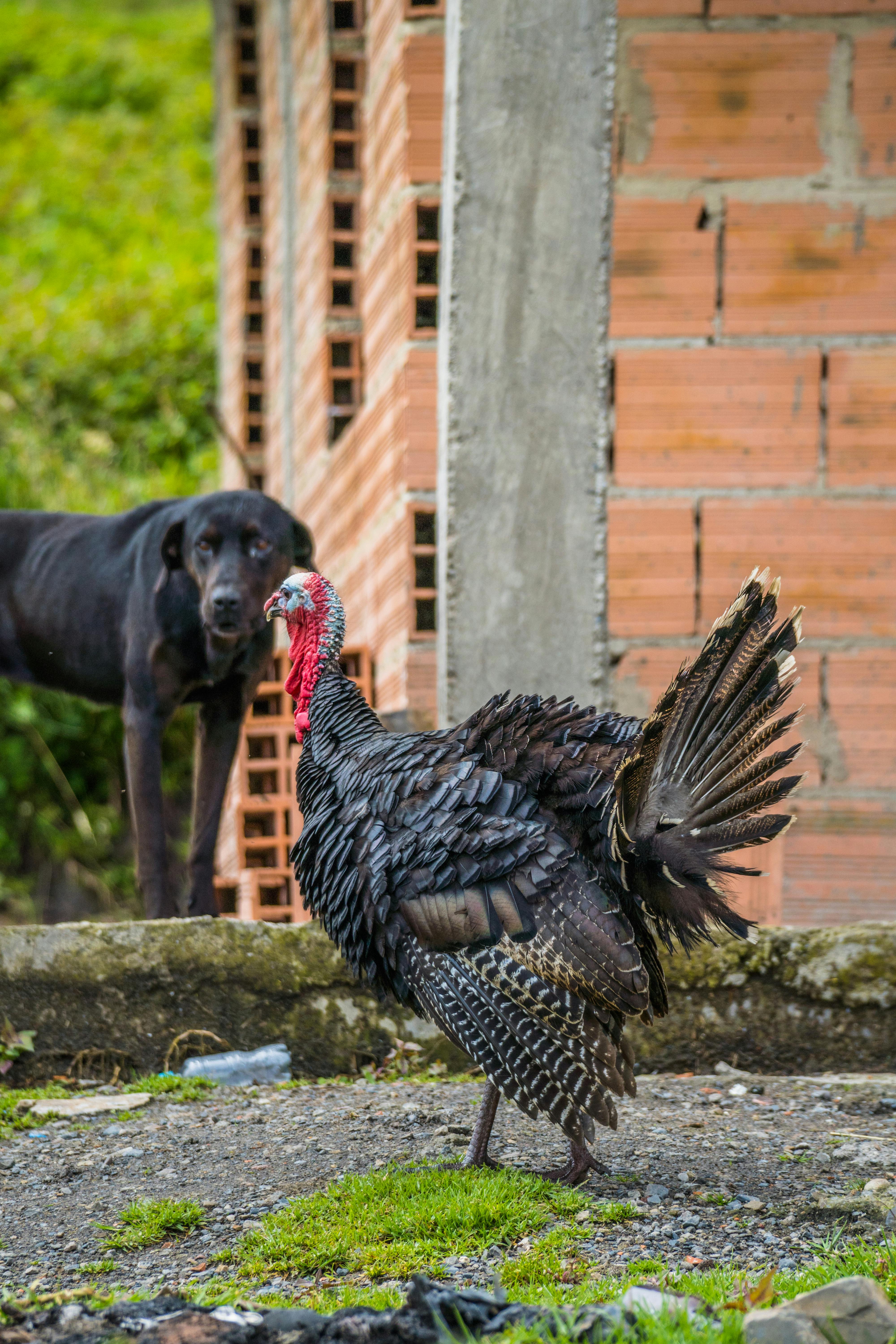 Turkey and Dog at Farm · Free Stock Photo