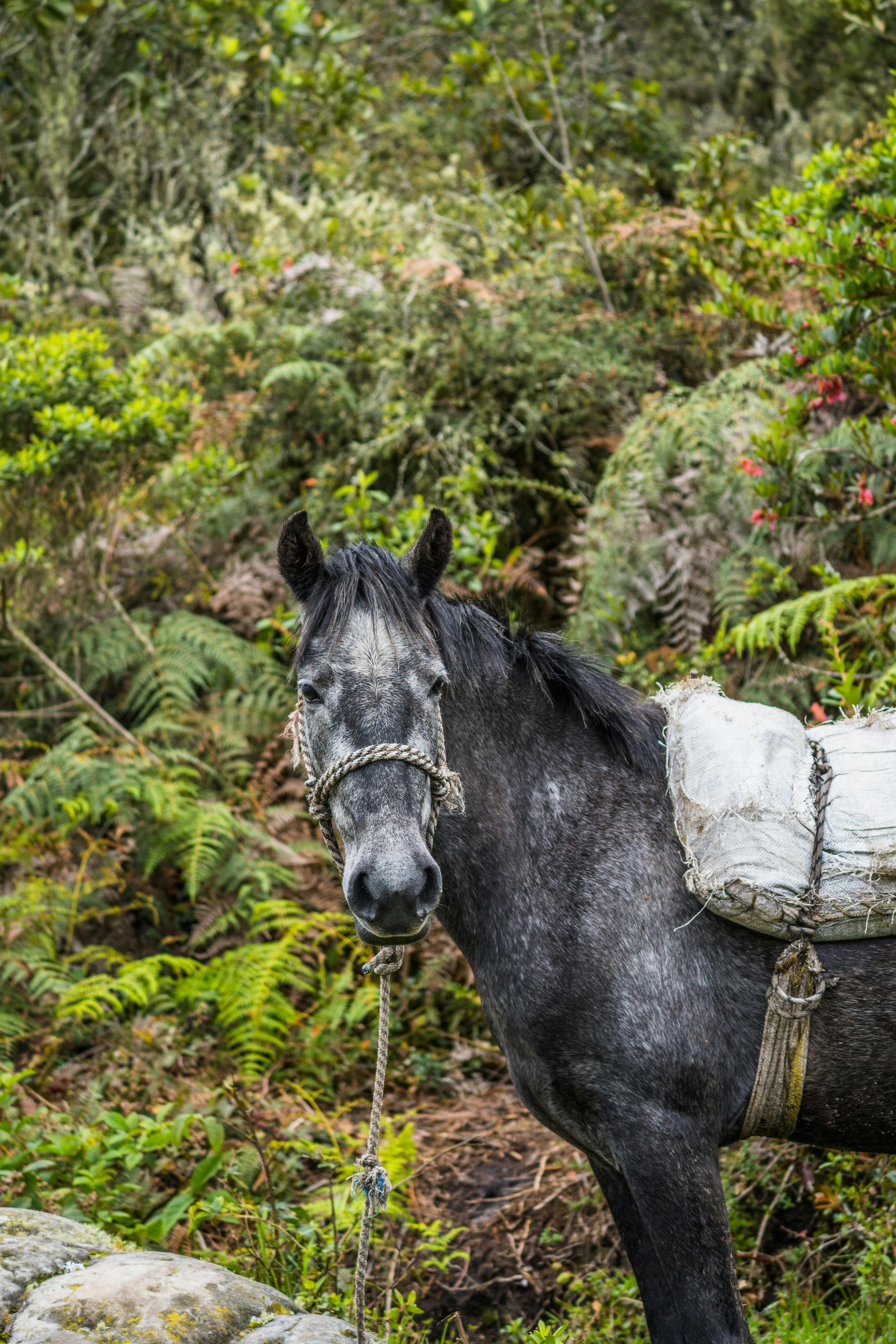 Horse with Saddle near Forest · Free Stock Photo