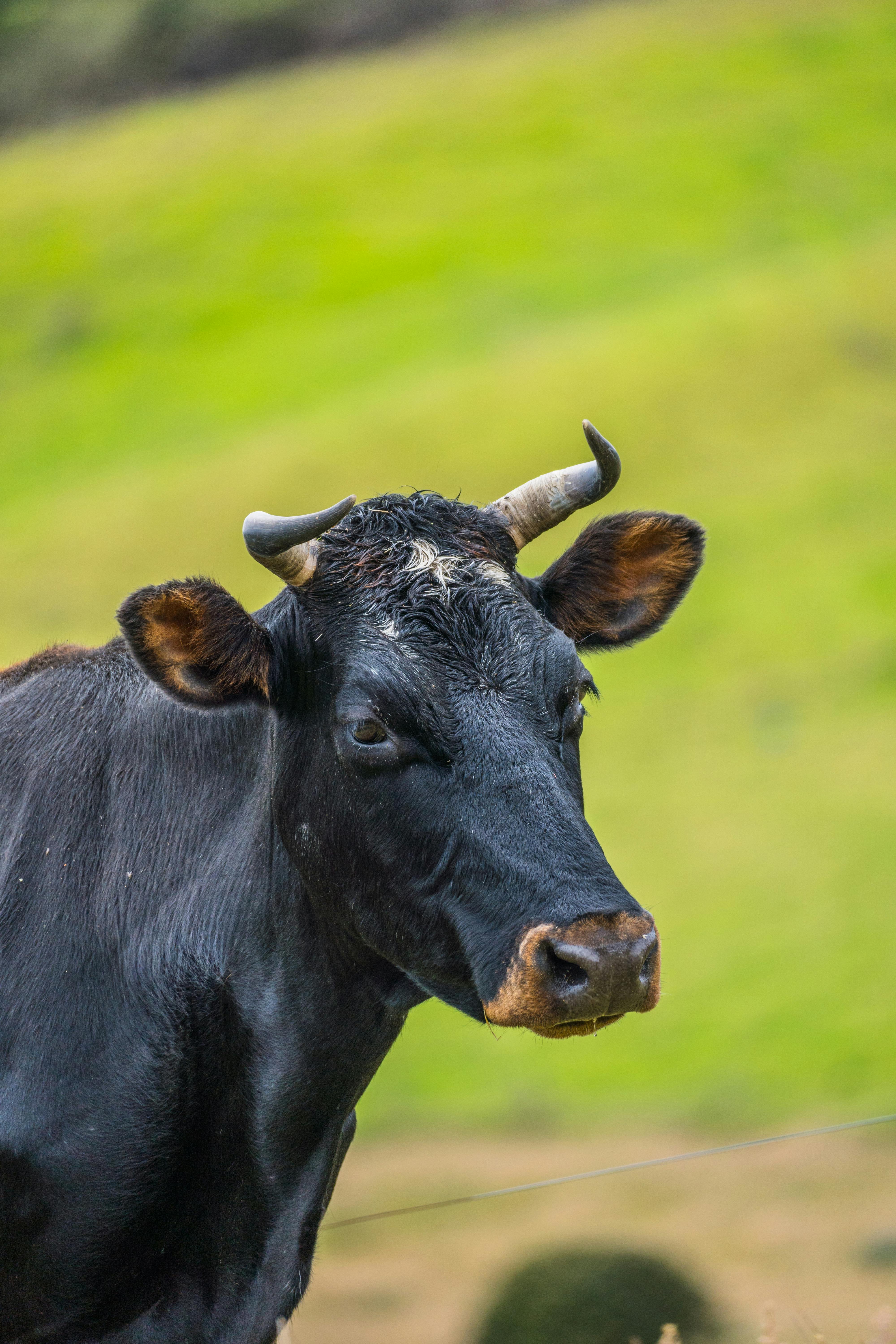 Black Cow Head · Free Stock Photo