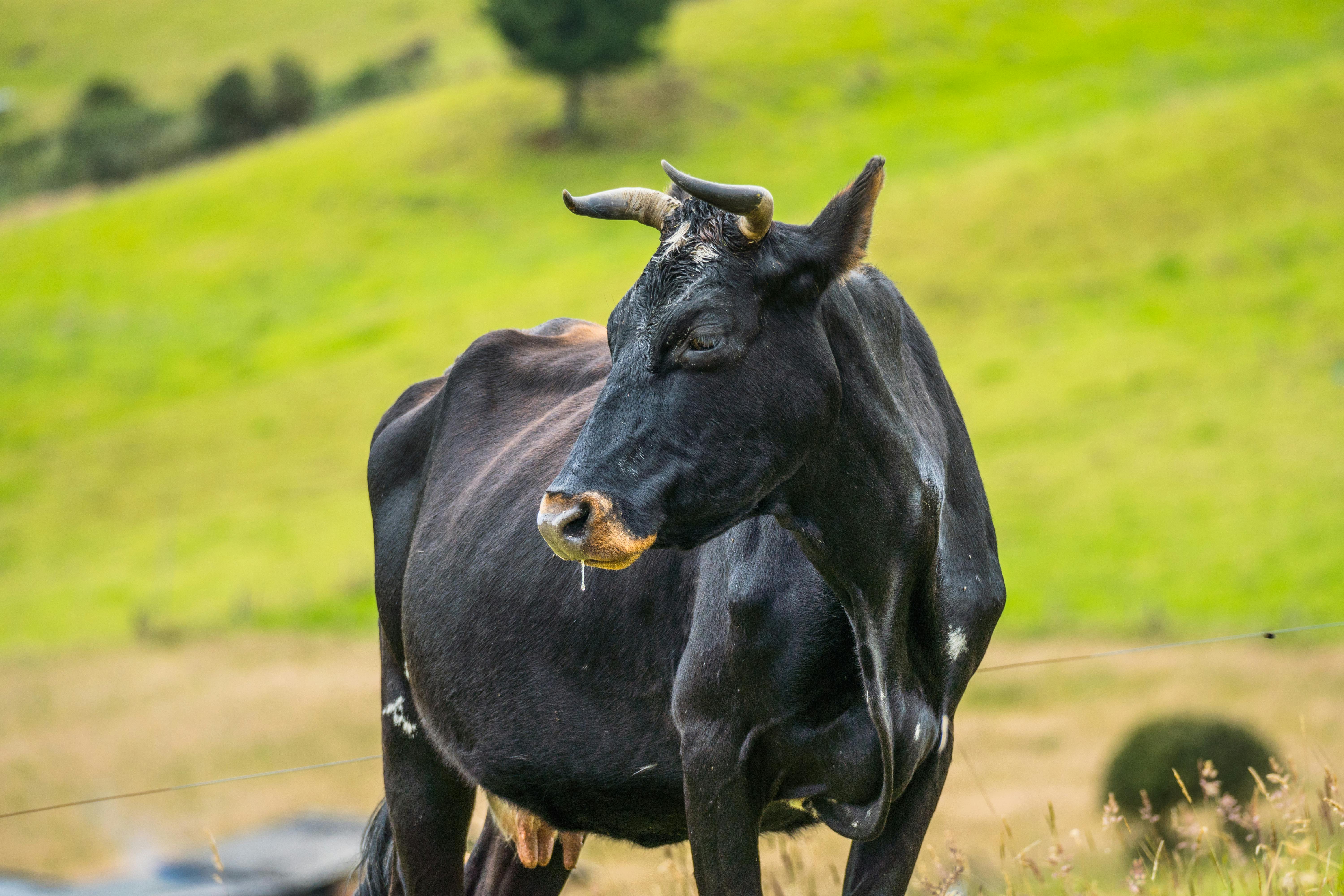 Black Cow Portrait · Free Stock Photo