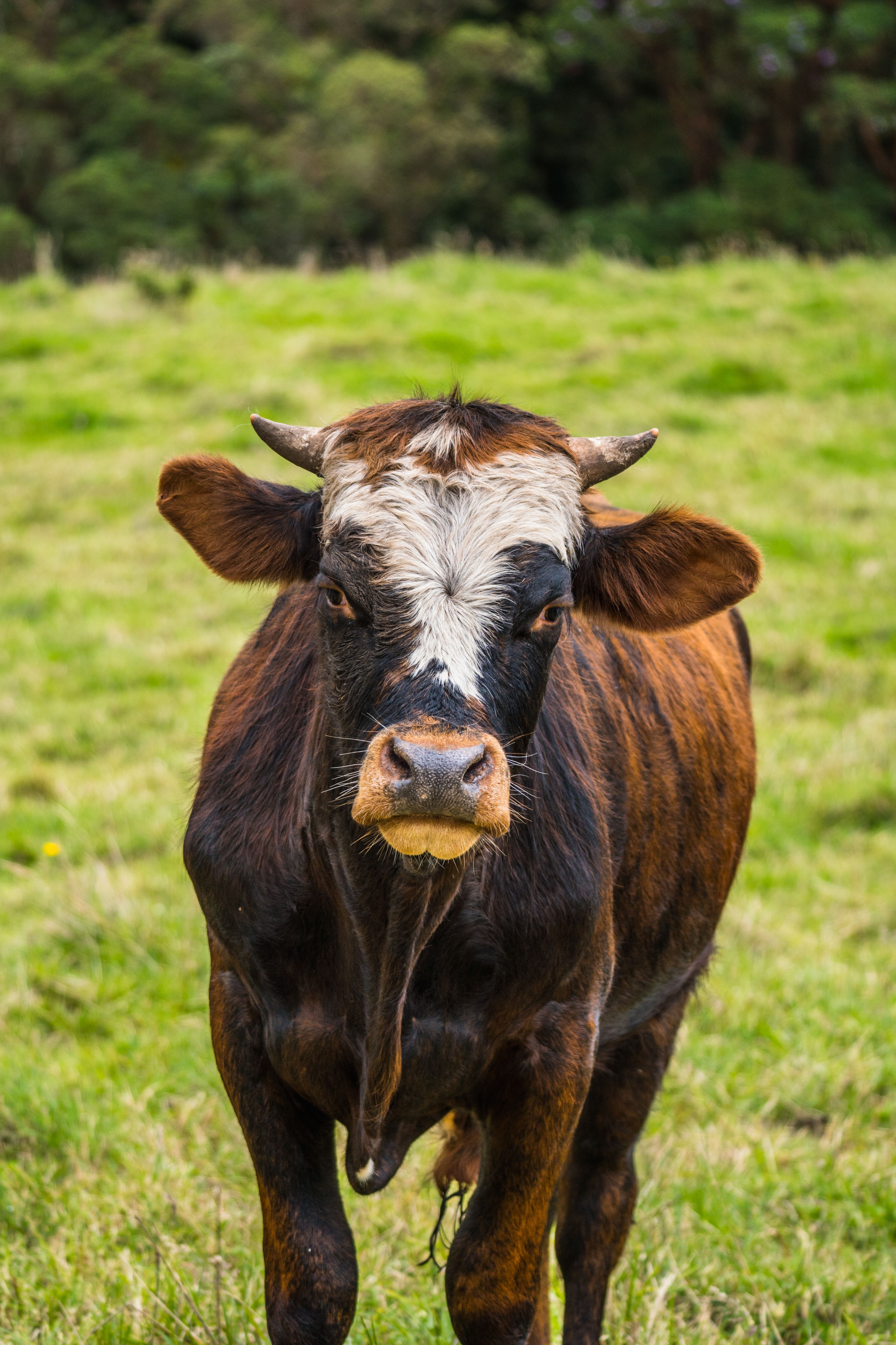 Portrait of Cow · Free Stock Photo