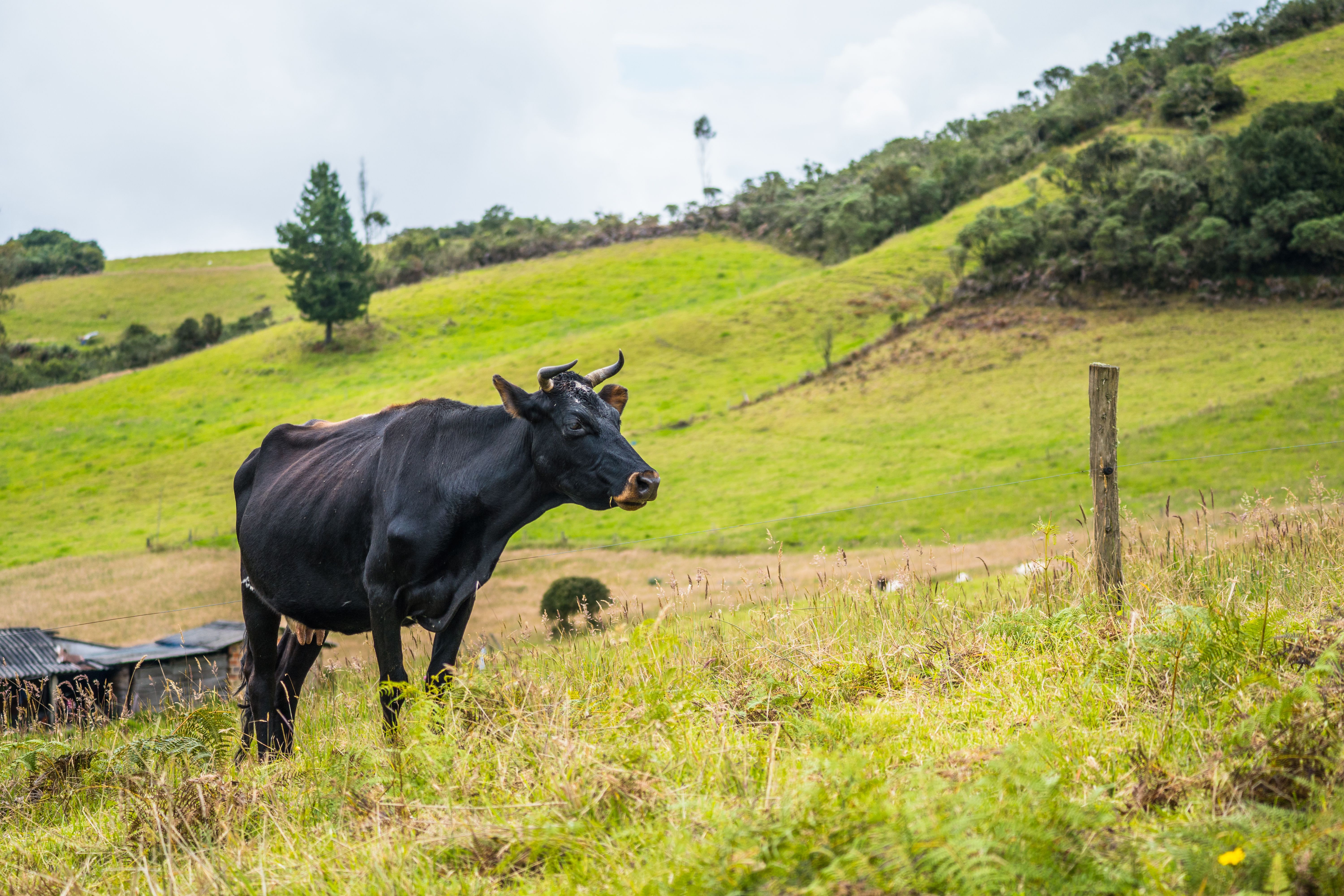 Black Cow on Pasture · Free Stock Photo