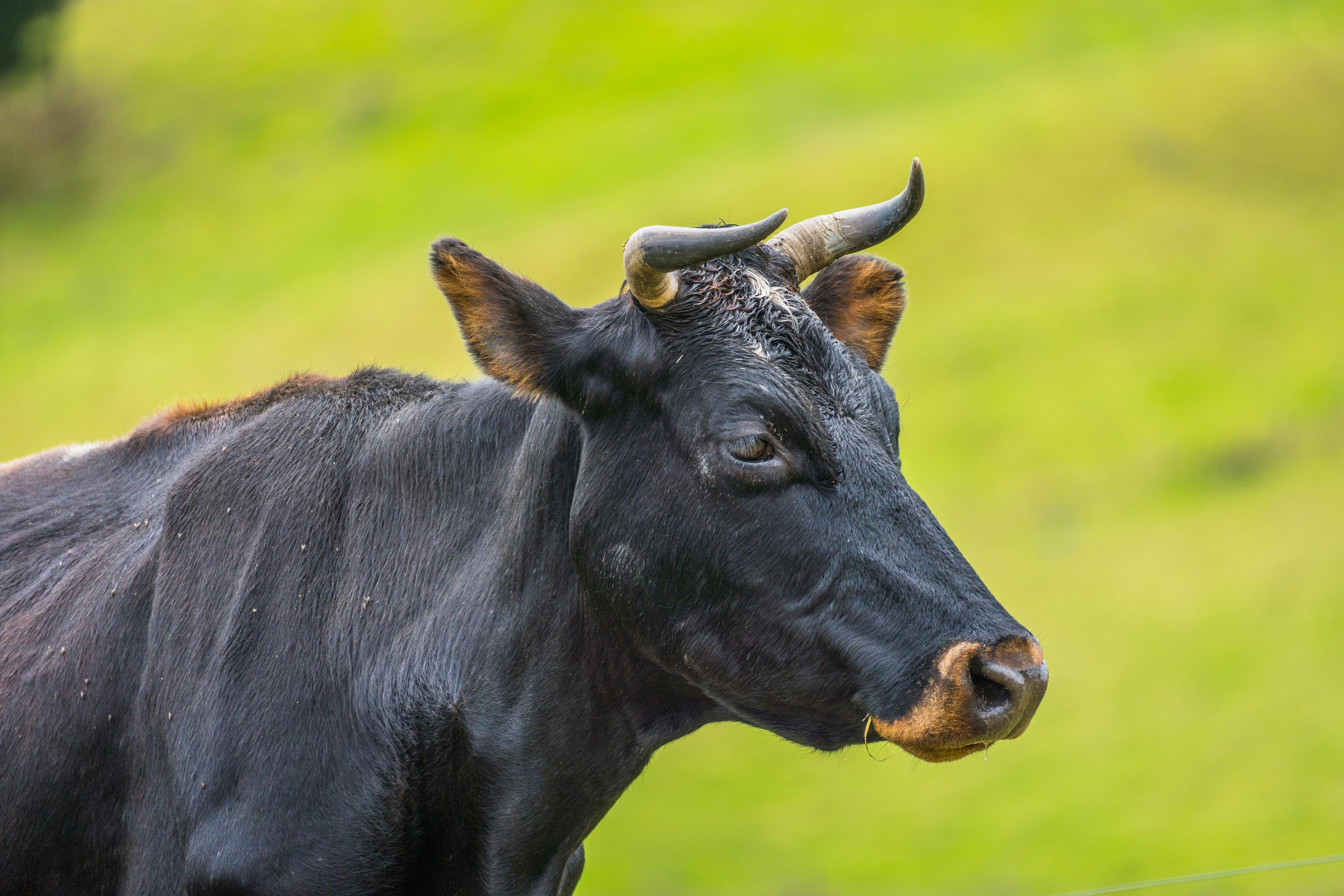 Portrait of Black Cow · Free Stock Photo