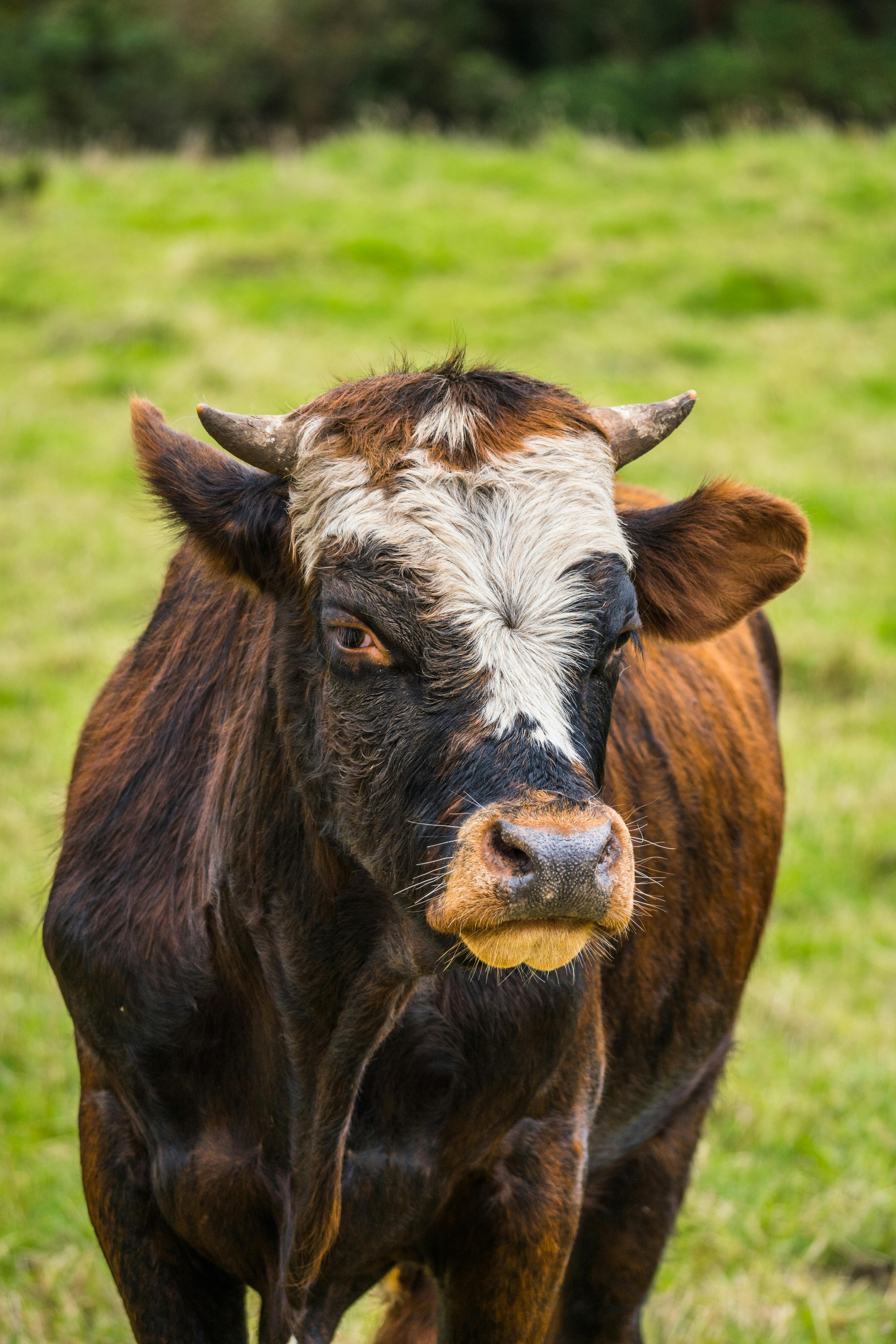 Portrait of Cow · Free Stock Photo