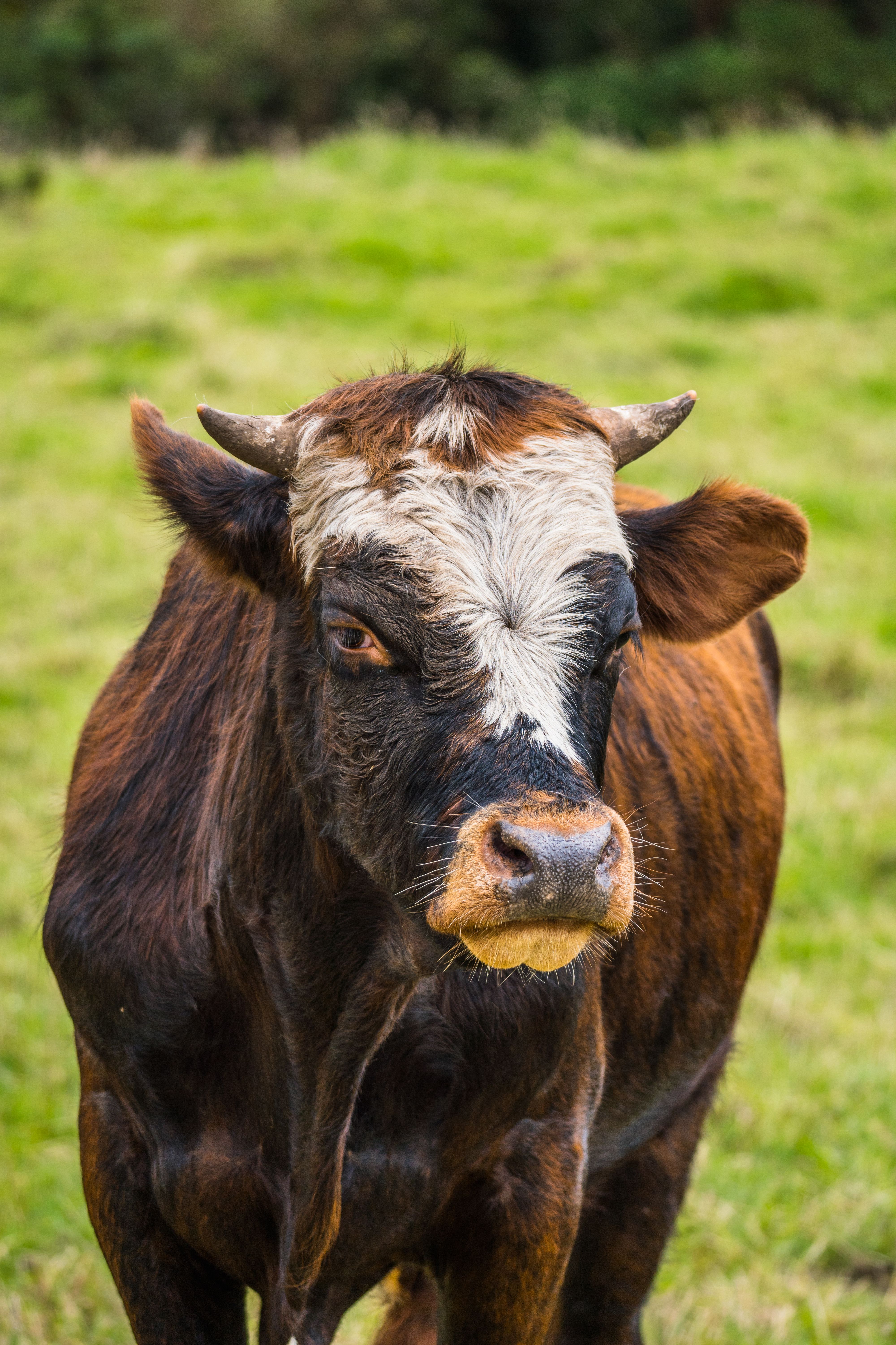 Portrait of Cow · Free Stock Photo