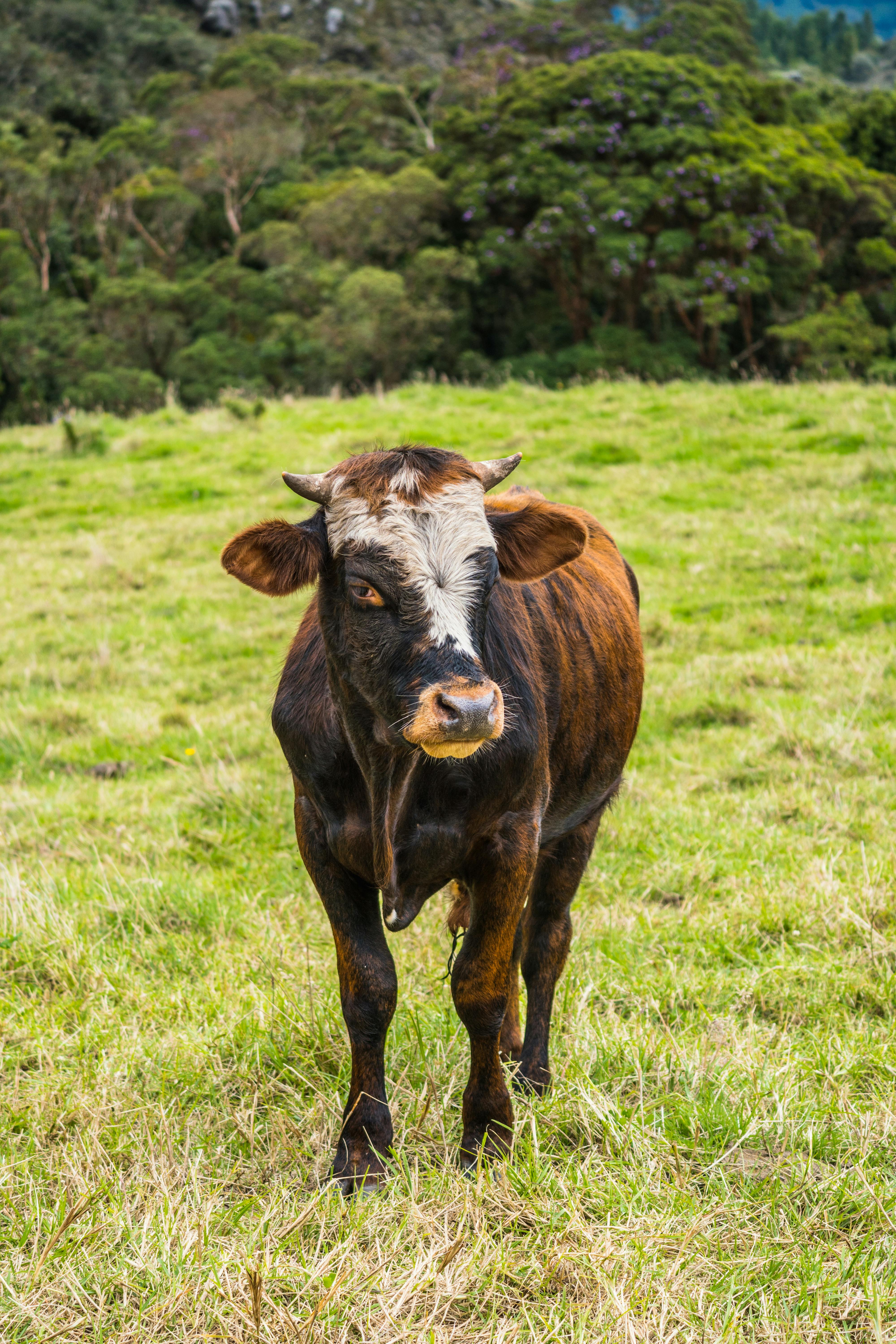 Portrait of Cow · Free Stock Photo