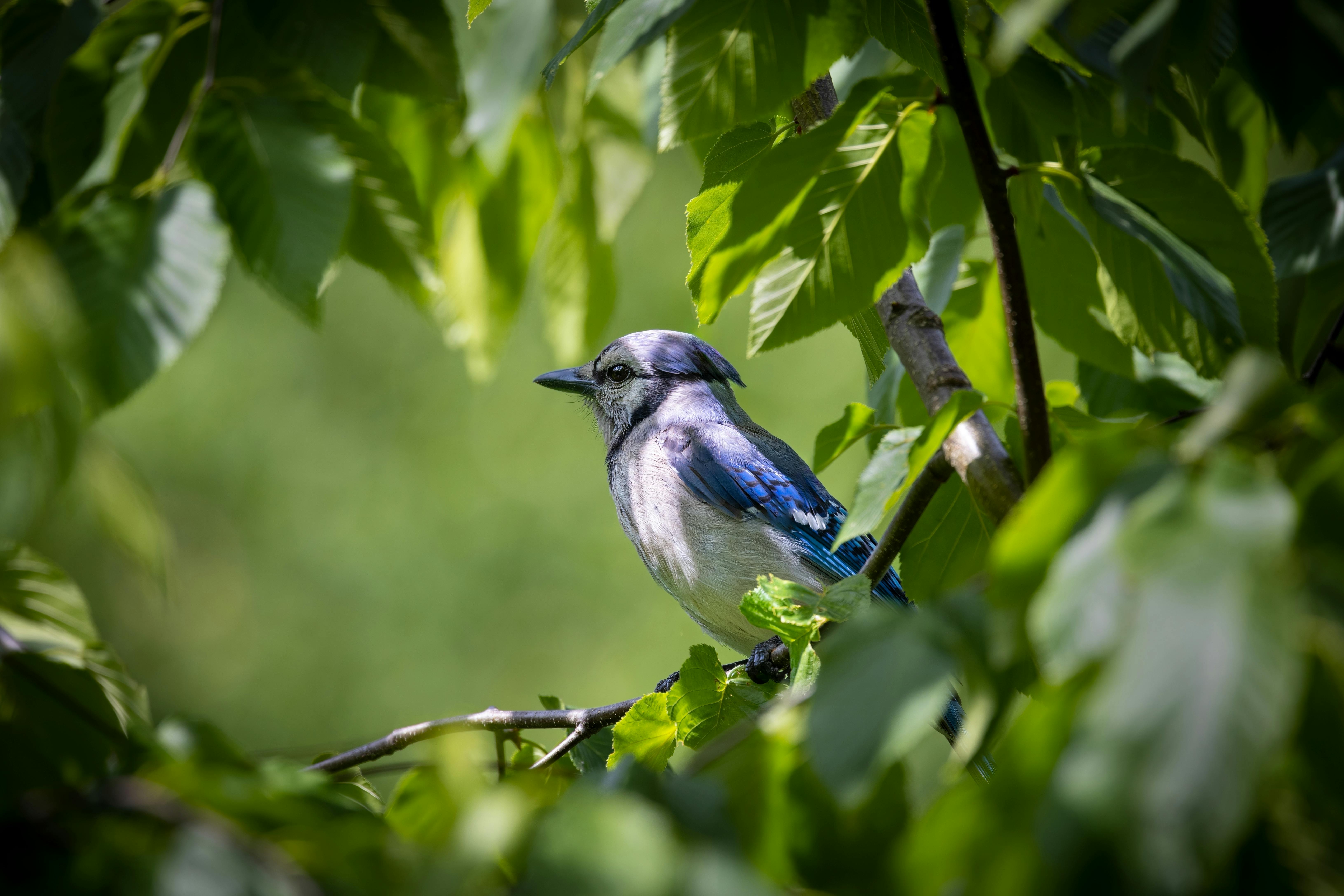 Blue Jay Bird · Free Stock Photo